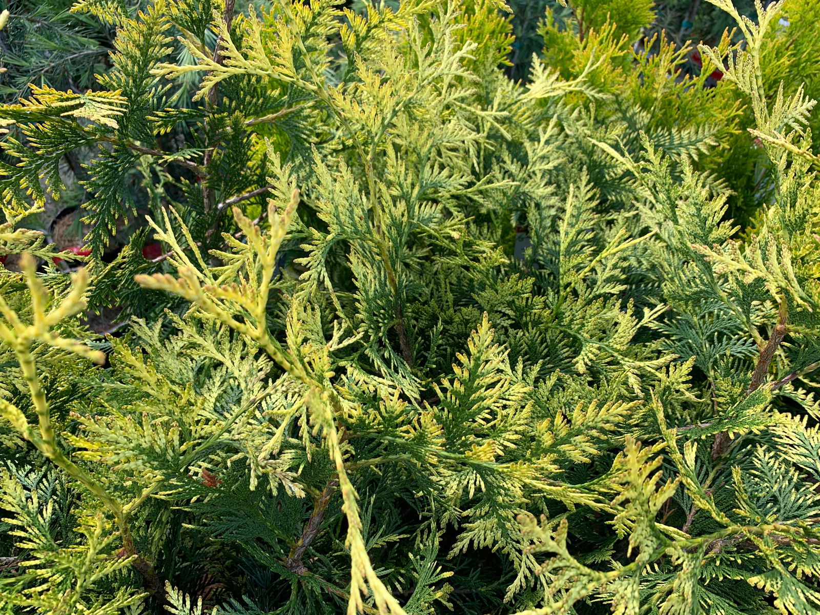 Buy Thuja plicata 'Zebrina Extra Gold' Variegated Western Red Cedar ...
