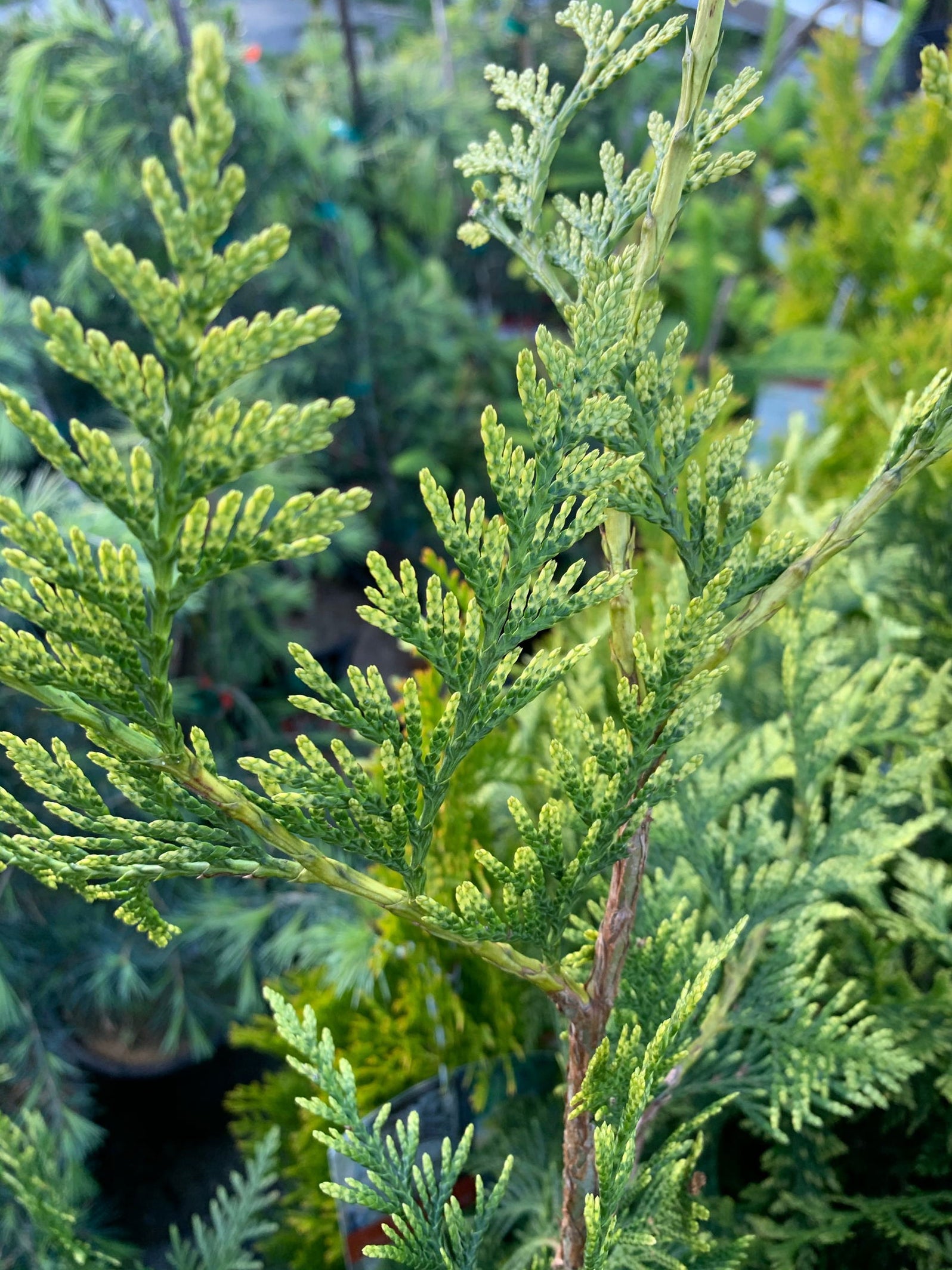 Buy Thuja plicata 'Zebrina Extra Gold' Variegated Western Red Cedar ...