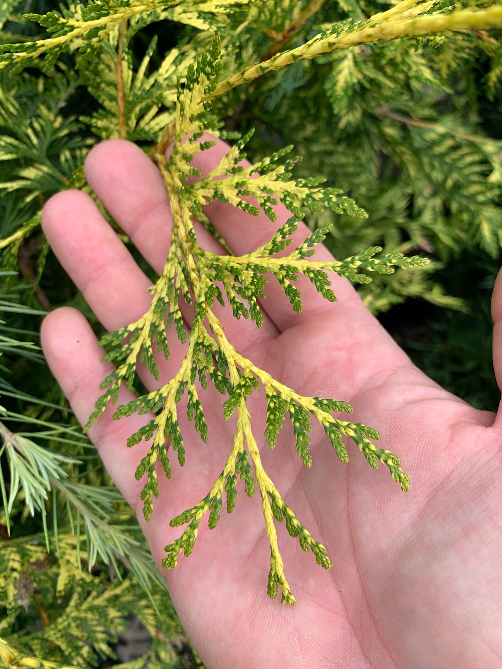 Buy Thuja plicata 'Zebrina Extra Gold' Variegated Western Red Cedar ...