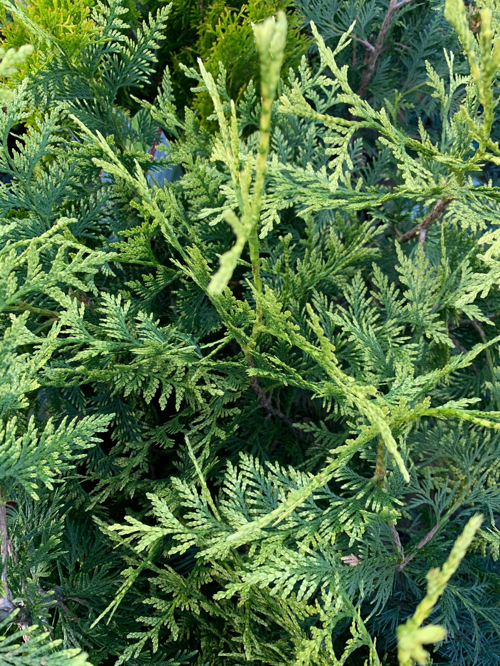 Buy Thuja plicata 'Zebrina Extra Gold' Variegated Western Red Cedar ...