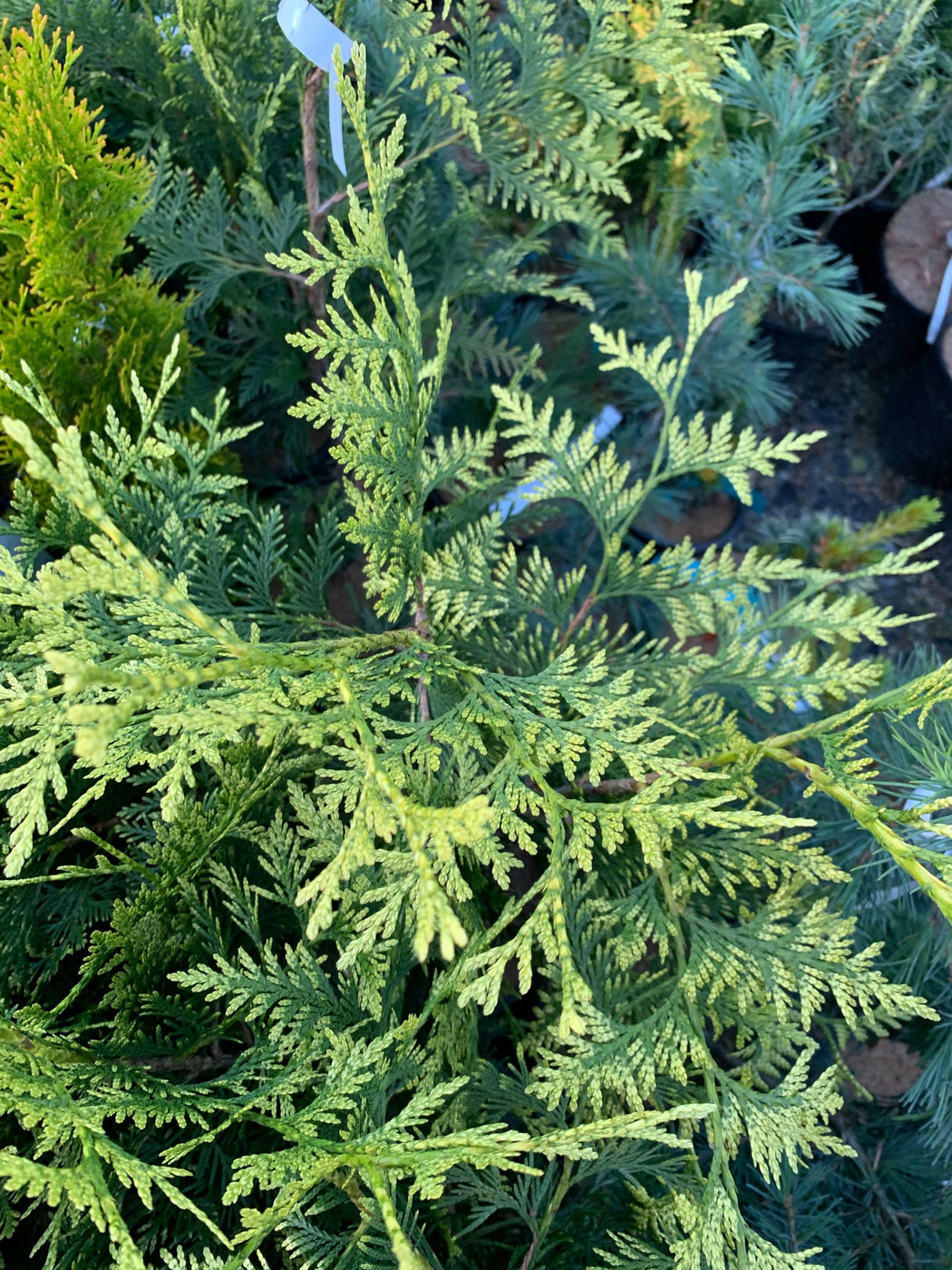 Buy Thuja plicata 'Zebrina Extra Gold' Variegated Western Red Cedar ...