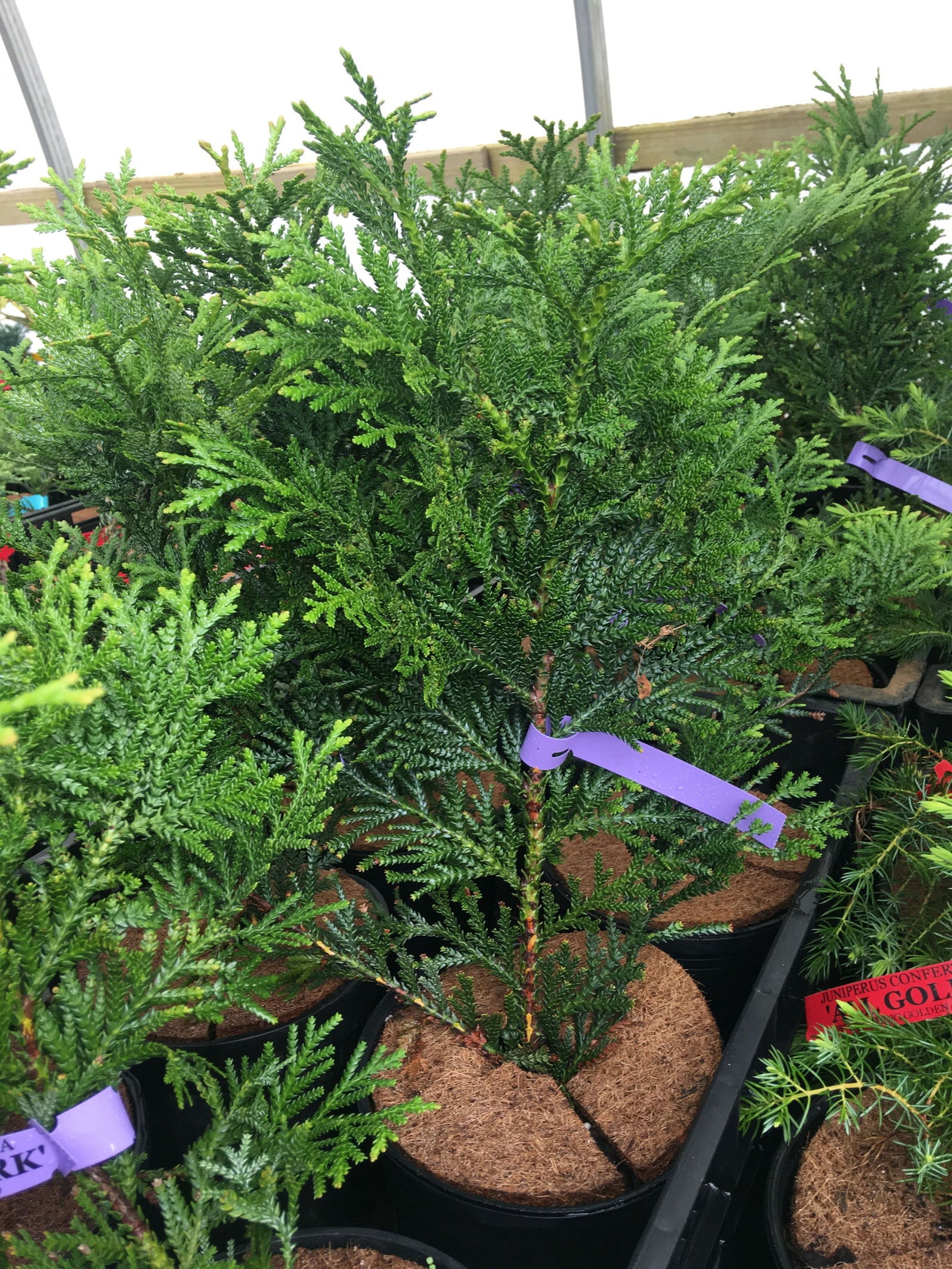 Buy Thujopsis dolabrata 'Jurassic Park' Japanese Asunaro Rare Conifer ...