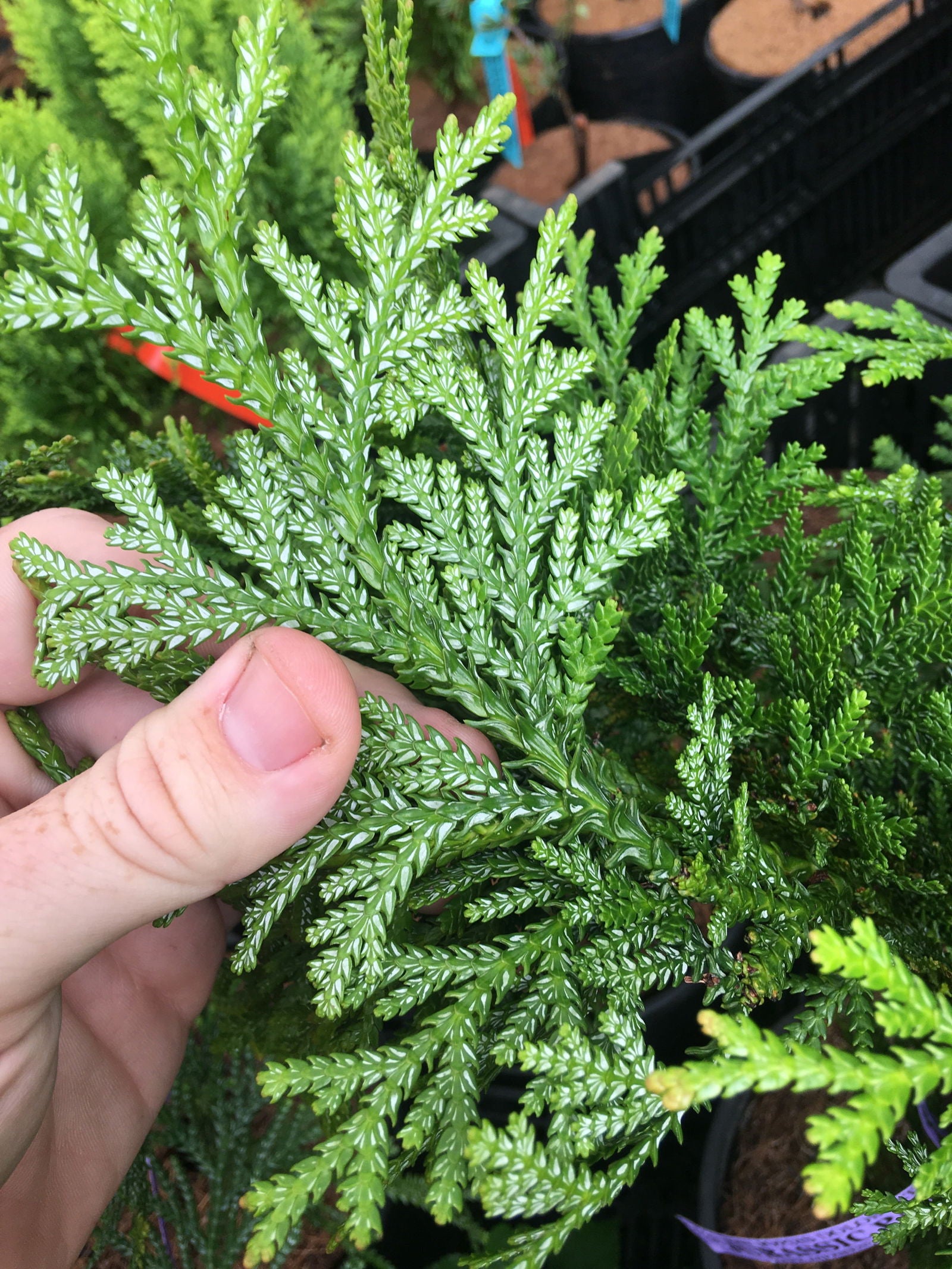 Buy Thujopsis dolabrata 'Jurassic Park' Japanese Asunaro Rare Conifer ...