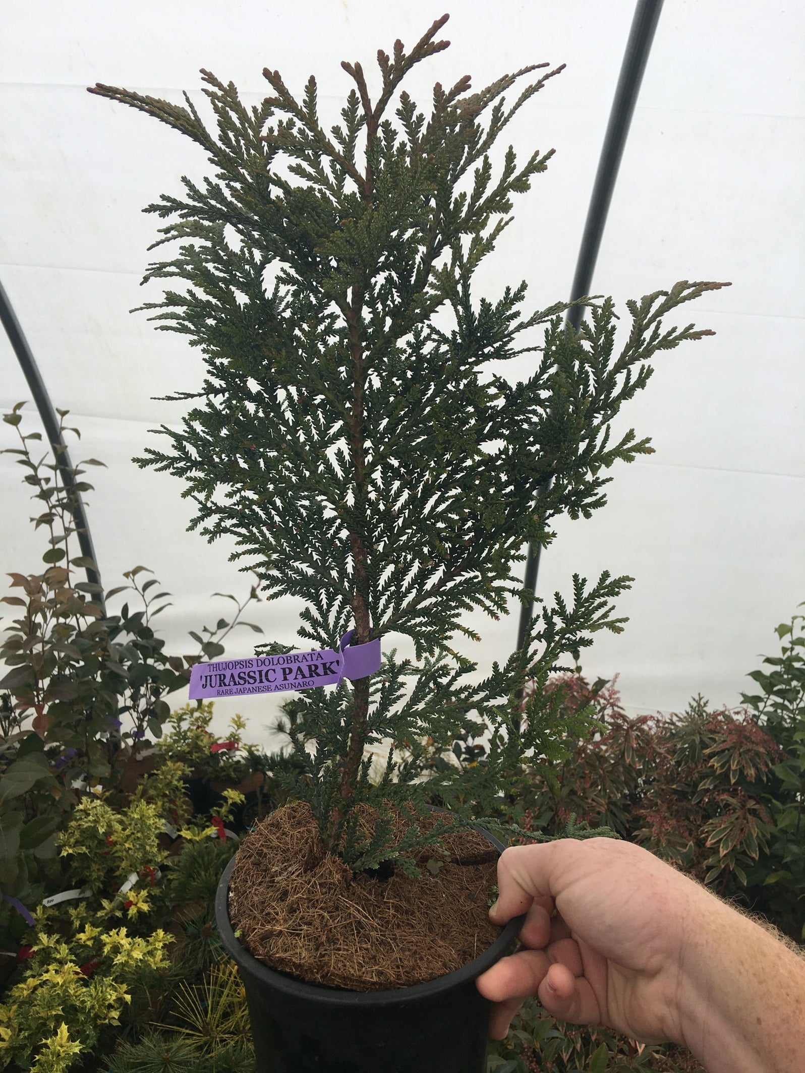 Buy Thujopsis dolabrata 'Jurassic Park' Japanese Asunaro Rare Conifer ...