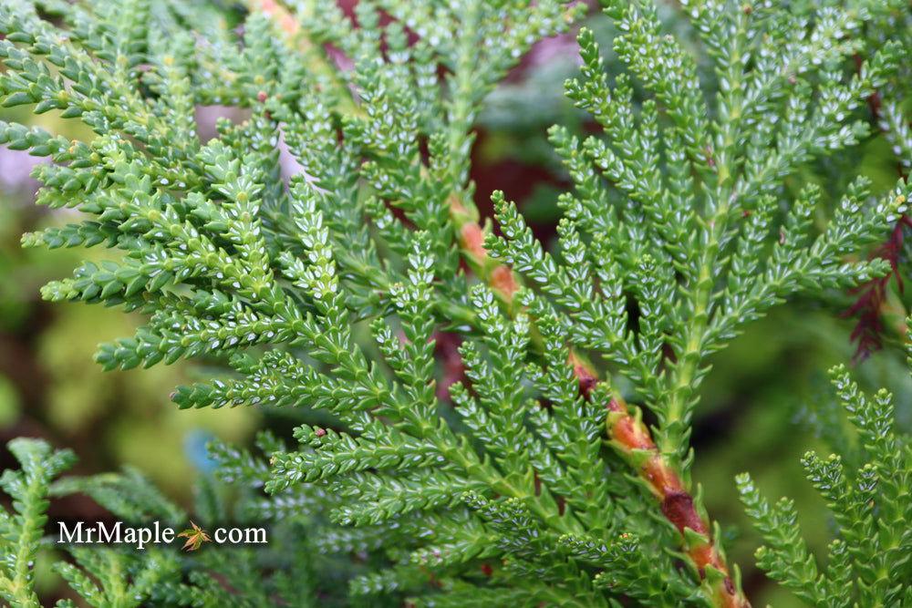 Buy Thujopsis dolabrata 'Jurassic Park' Japanese Asunaro Rare Conifer ...