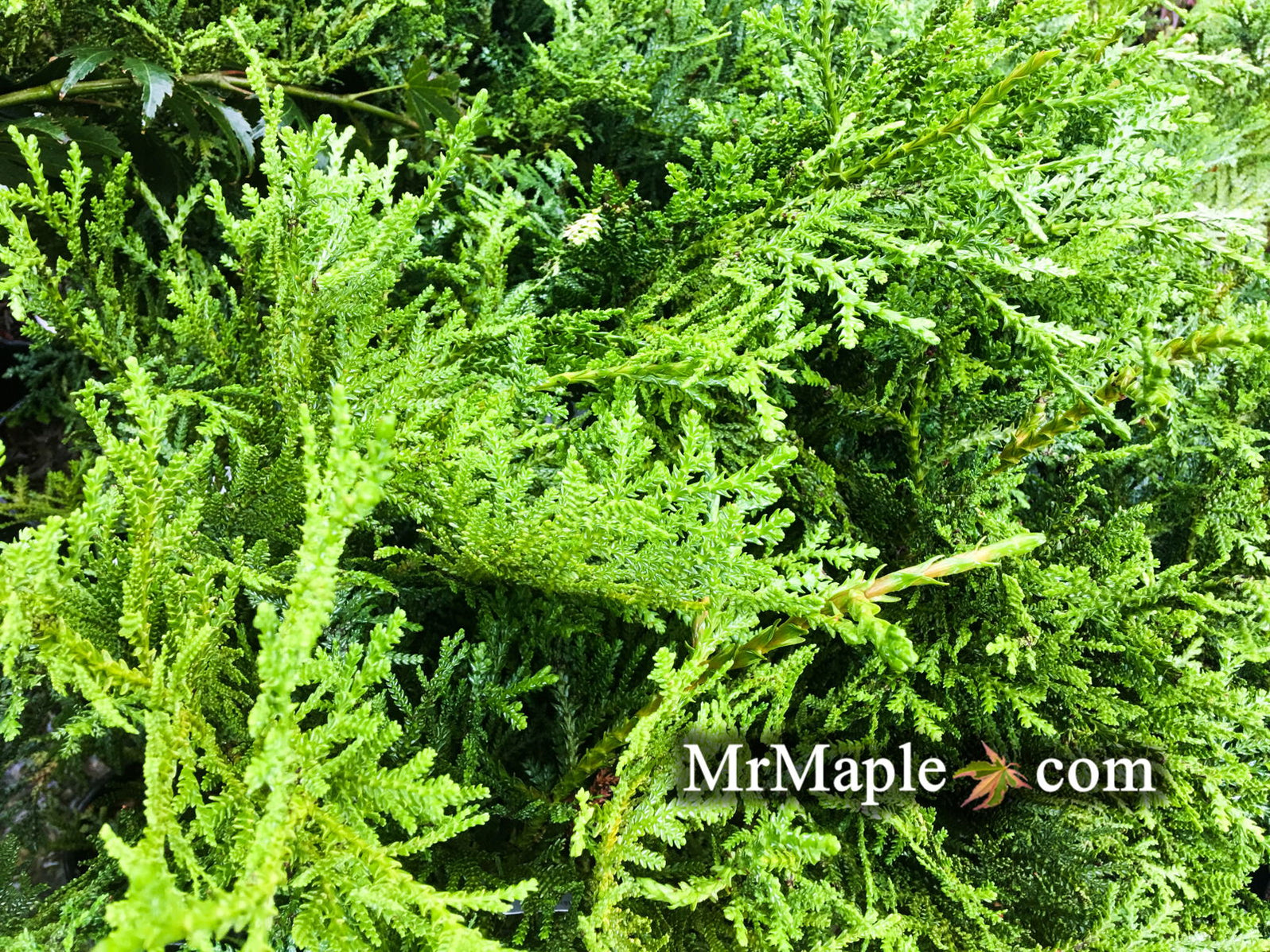 Buy Thujopsis dolabrata 'Nana' Dwarf Japanese Asunaro — Mr Maple │ Buy ...