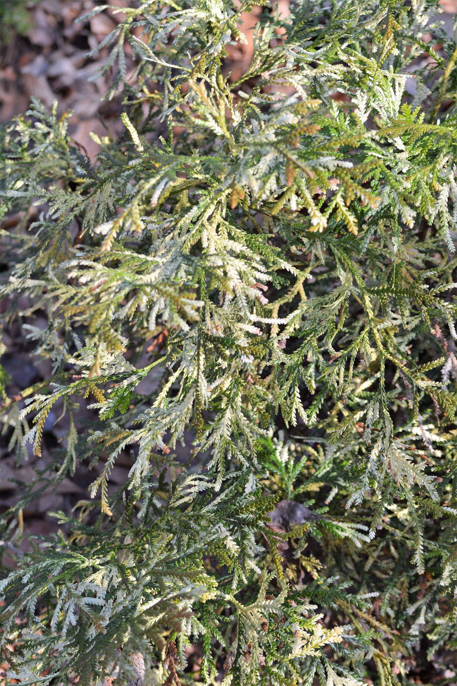Buy Thujopsis dolabrata 'Variegata' Vareigated Japanese Asunaro — Mr ...
