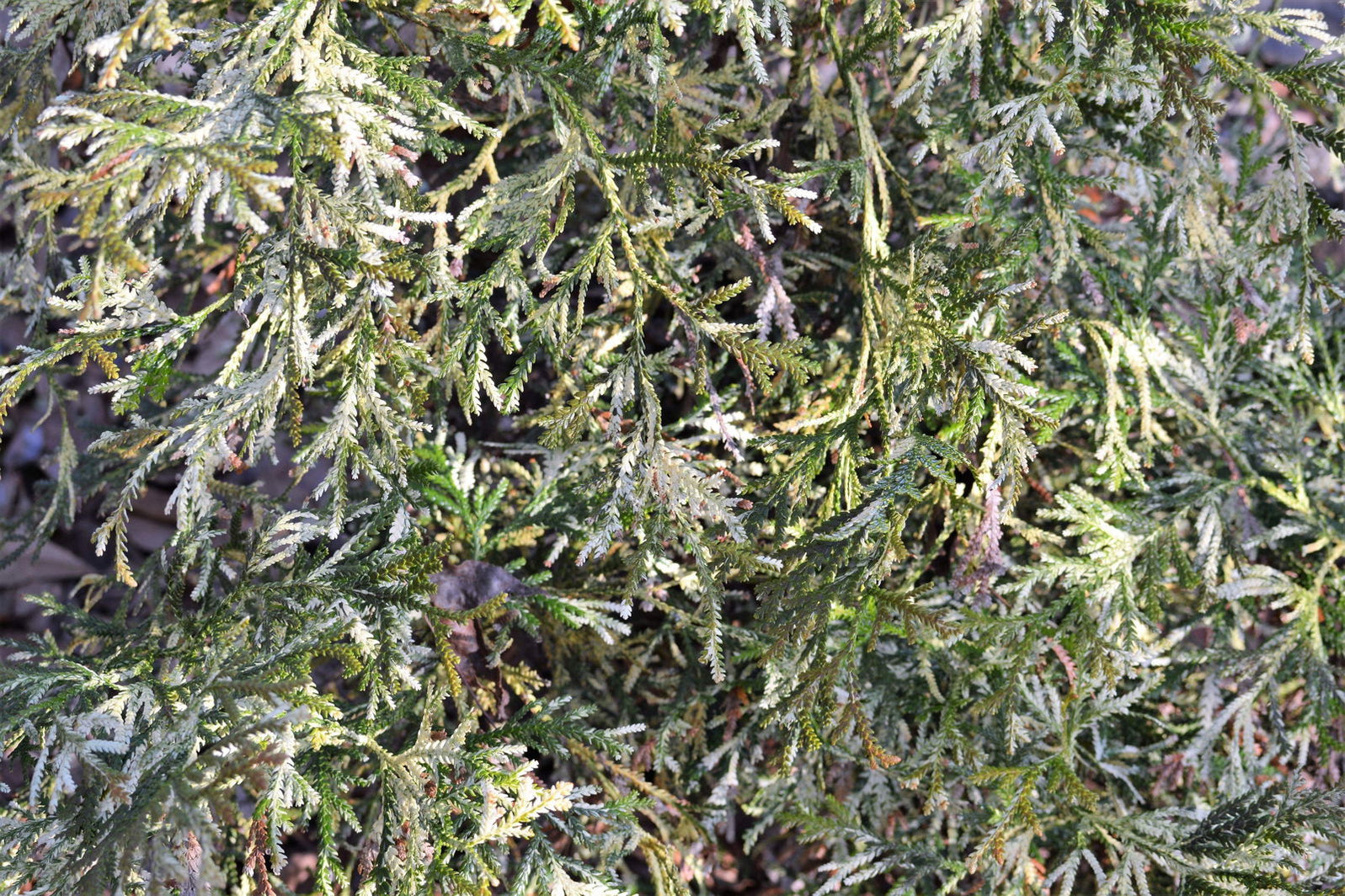 Buy Thujopsis dolabrata 'Variegata' Vareigated Japanese Asunaro — Mr ...