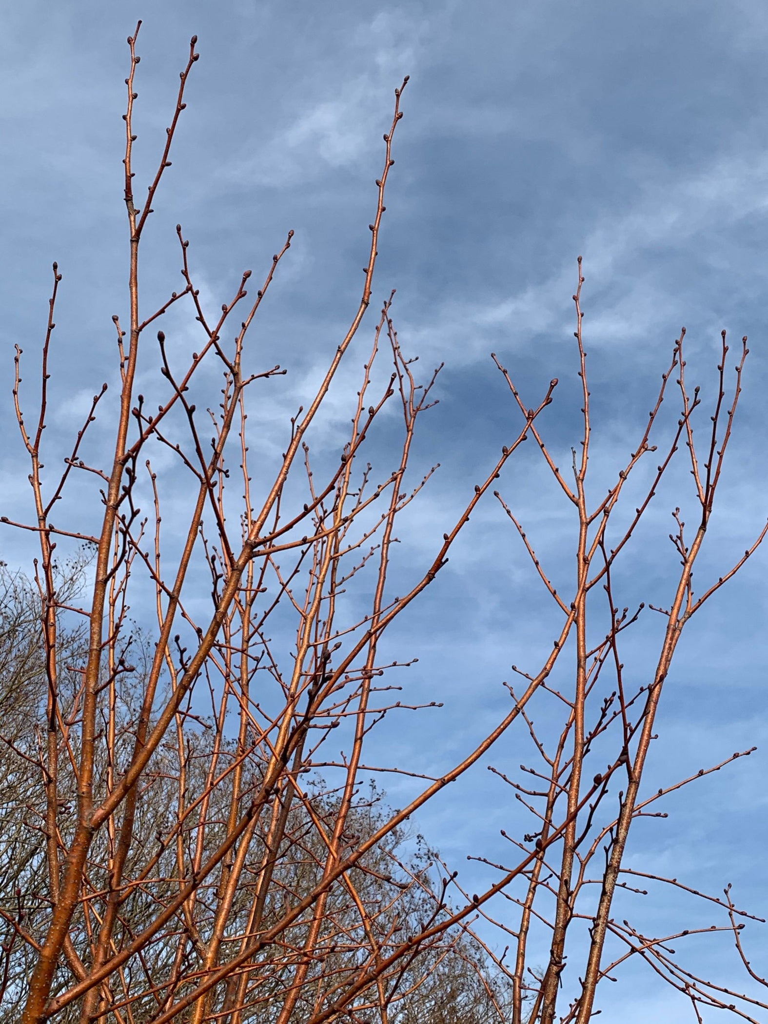 Buy Tilia cordata 'Winter Orange' Orange Bark Little Leaf Linden — Mr ...