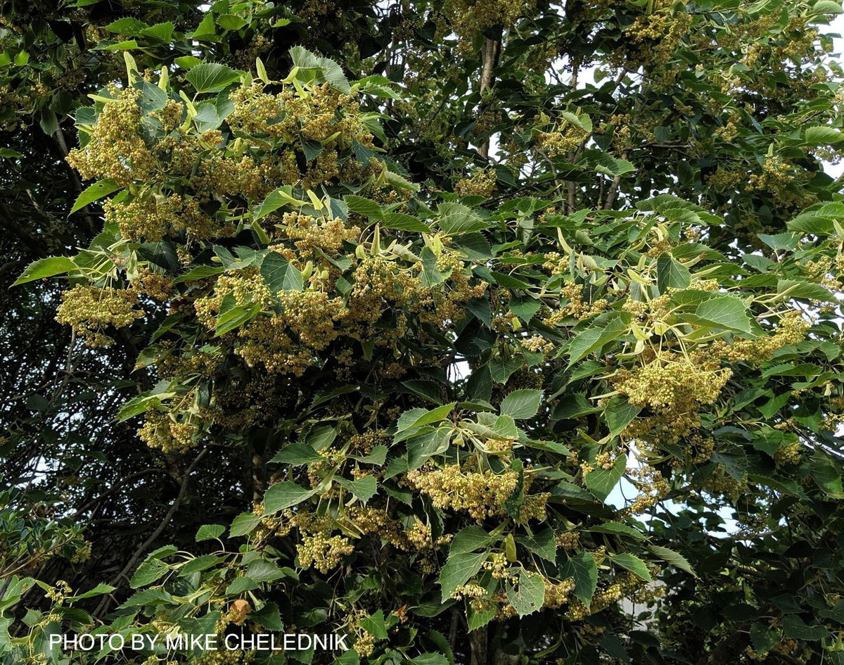 Buy Tilia henryana Henry's Lime Linden Tree — Mr Maple │ Buy Japanese ...