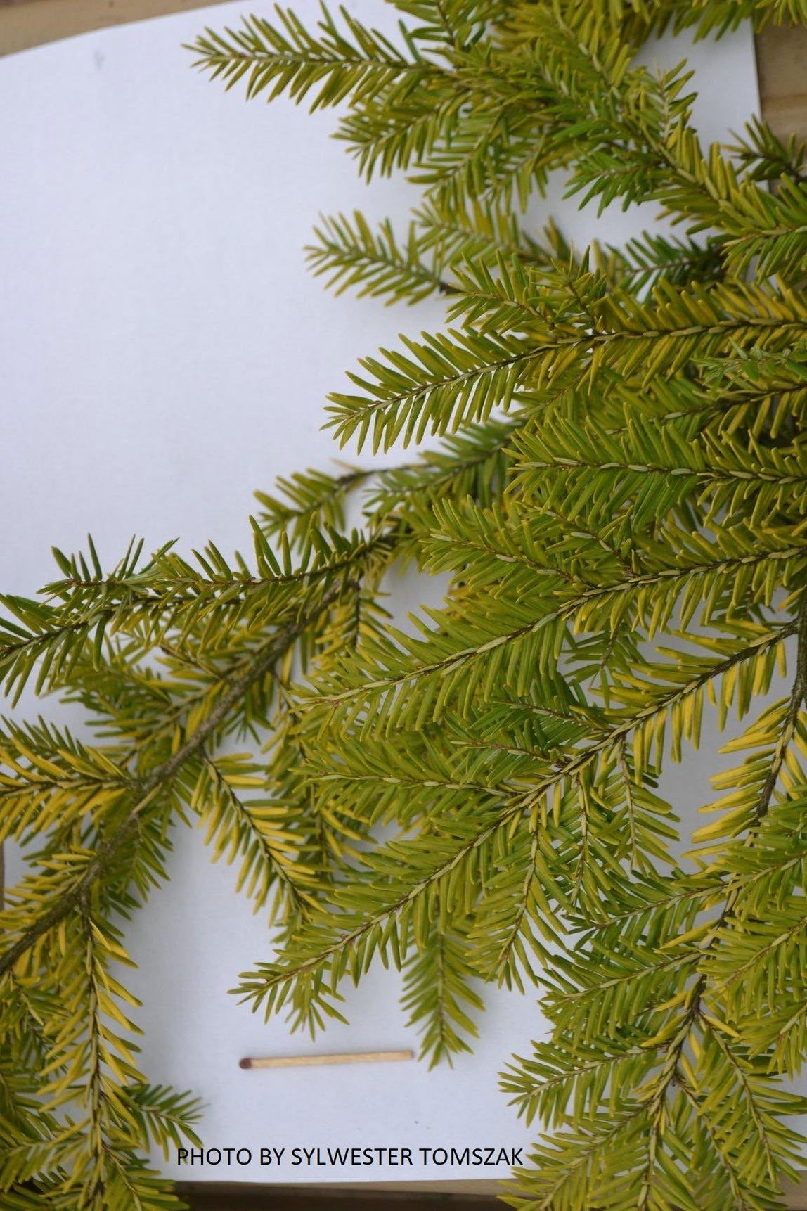 Buy Tsuga canadensis 'Everitt Golden' Yellow Dwarf Hemlock — Mr Maple ...