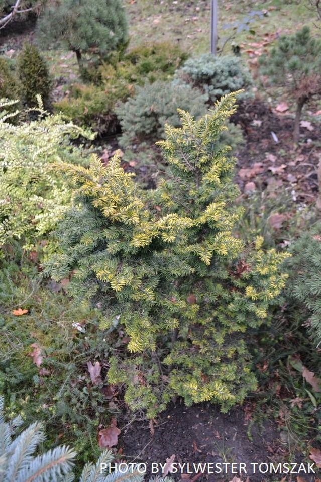 Buy Tsuga canadensis 'Everitt Golden' Yellow Dwarf Hemlock — Mr Maple ...