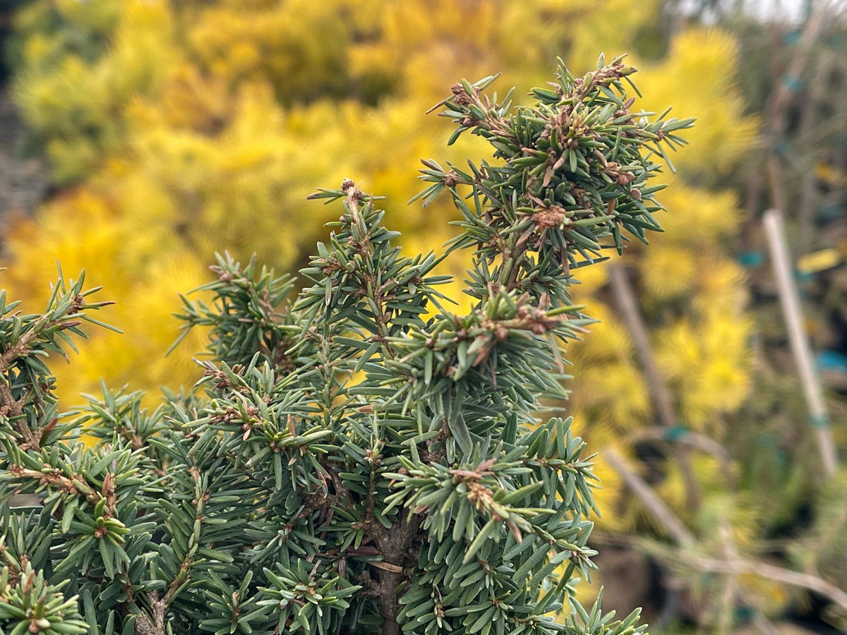 Buy Tsuga canadensis 'Greenwood Lake' Dwarf Canadian Hemlock — Mr Maple ...