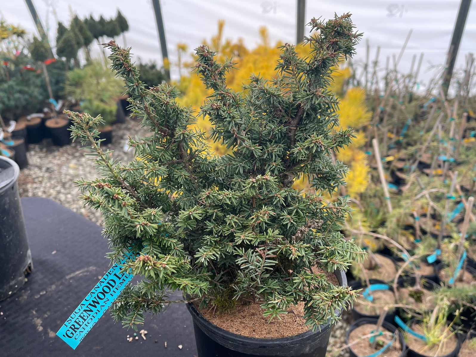 Buy Tsuga canadensis 'Greenwood Lake' Dwarf Canadian Hemlock — Mr Maple ...