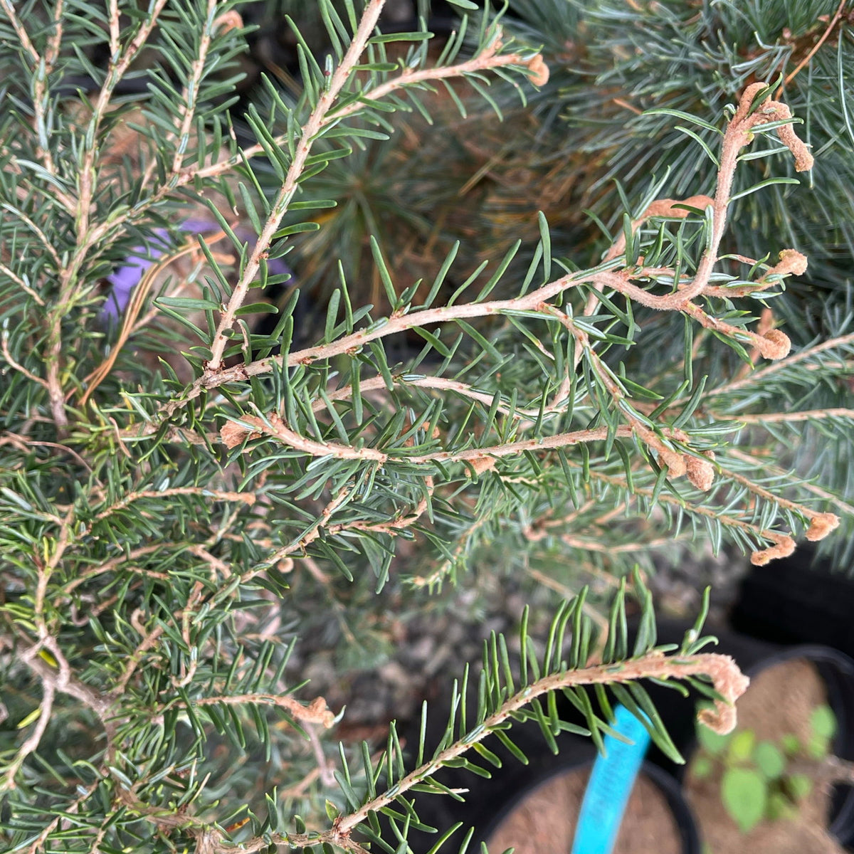 Buy Tsuga canadensis 'Horsford Contorted' Dwarf Twisted Hemlock — Mr ...