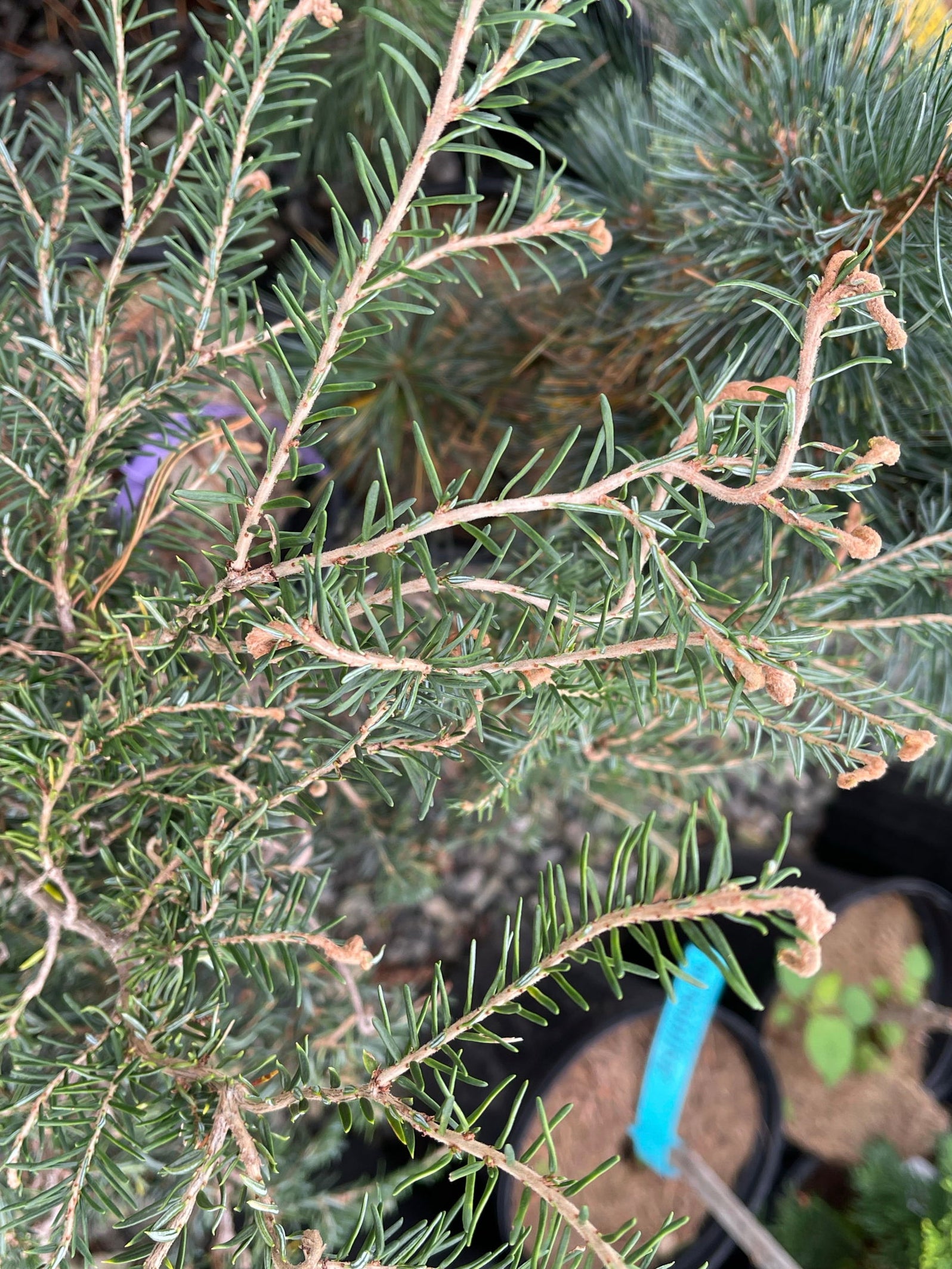 Buy Tsuga canadensis 'Horsford Contorted' Dwarf Twisted Hemlock — Mr ...