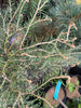 Buy Tsuga canadensis 'Horsford Contorted' Dwarf Twisted Hemlock — Mr ...