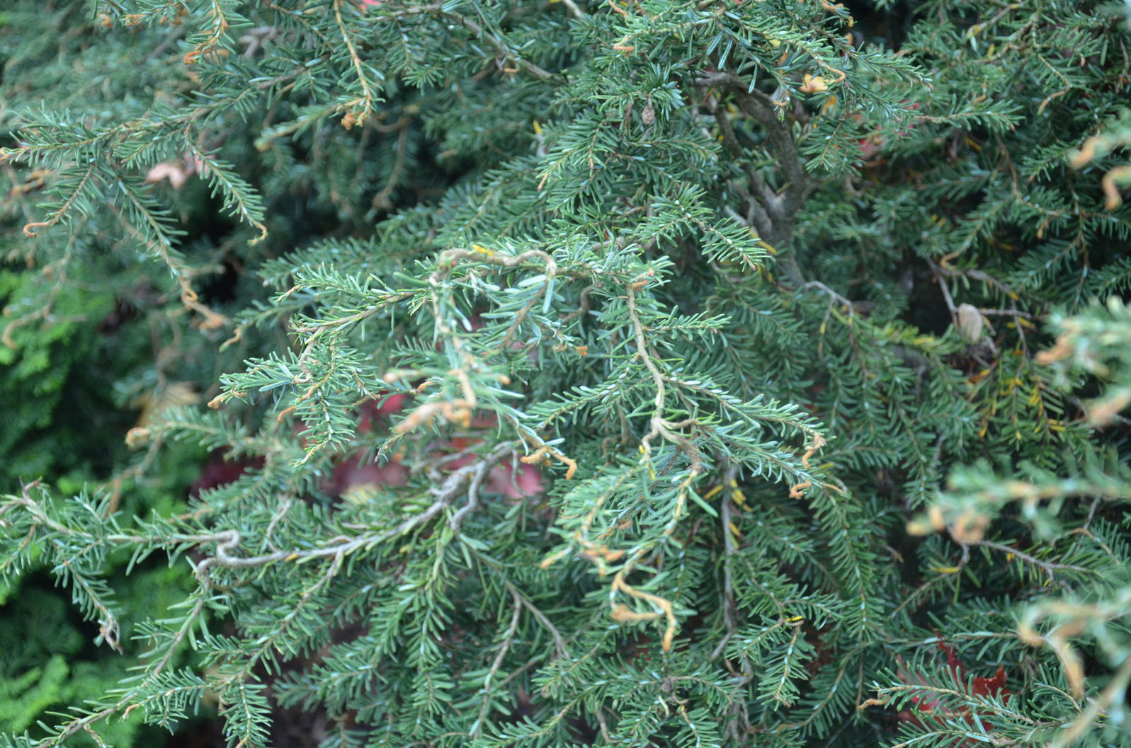 Buy Tsuga canadensis 'Horsford Contorted' Dwarf Twisted Hemlock — Mr ...