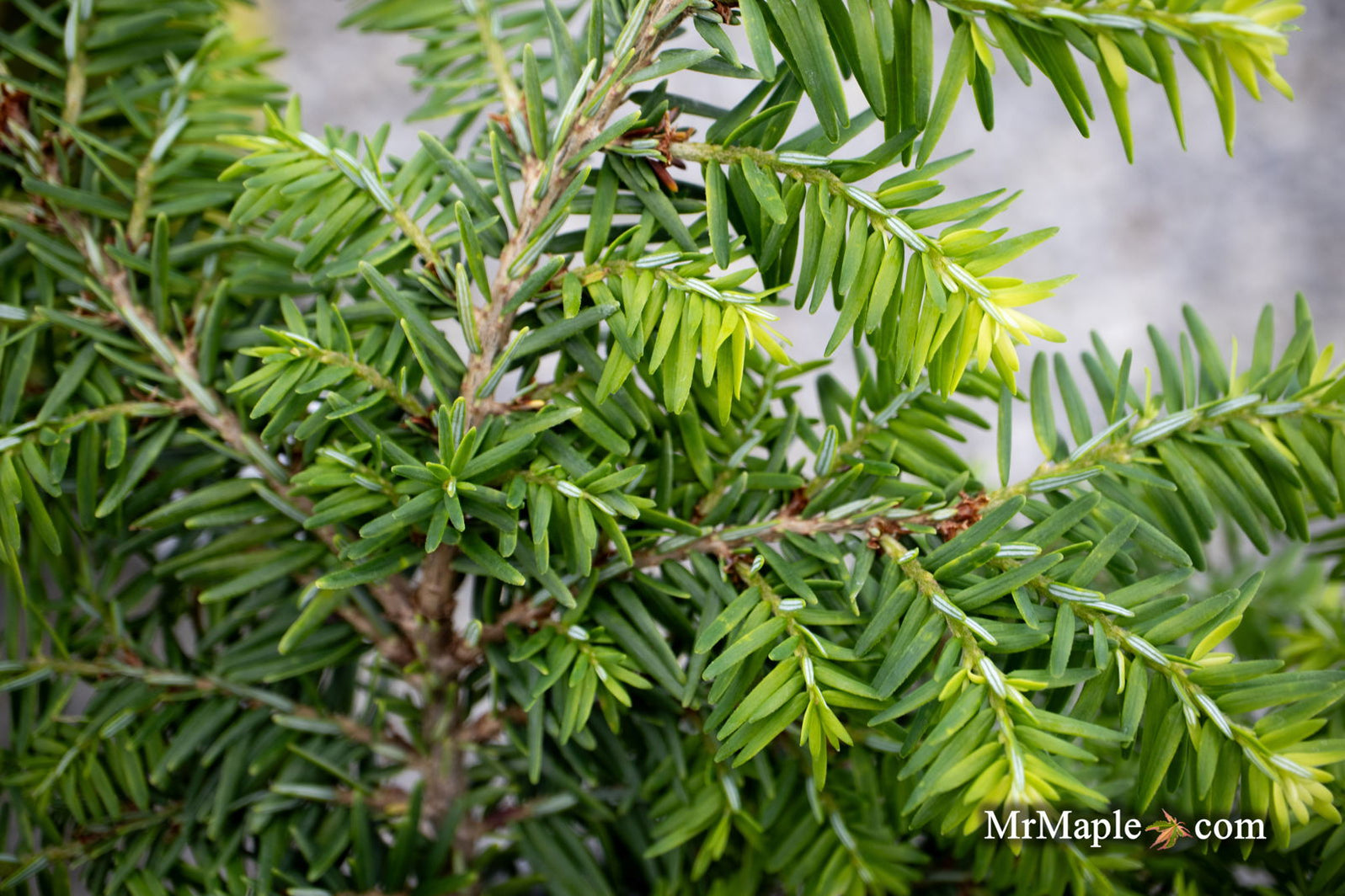 Buy Tsuga canadensis 'Kingsville #1' Dwarf Canadian Hemlock — Mr Maple ...