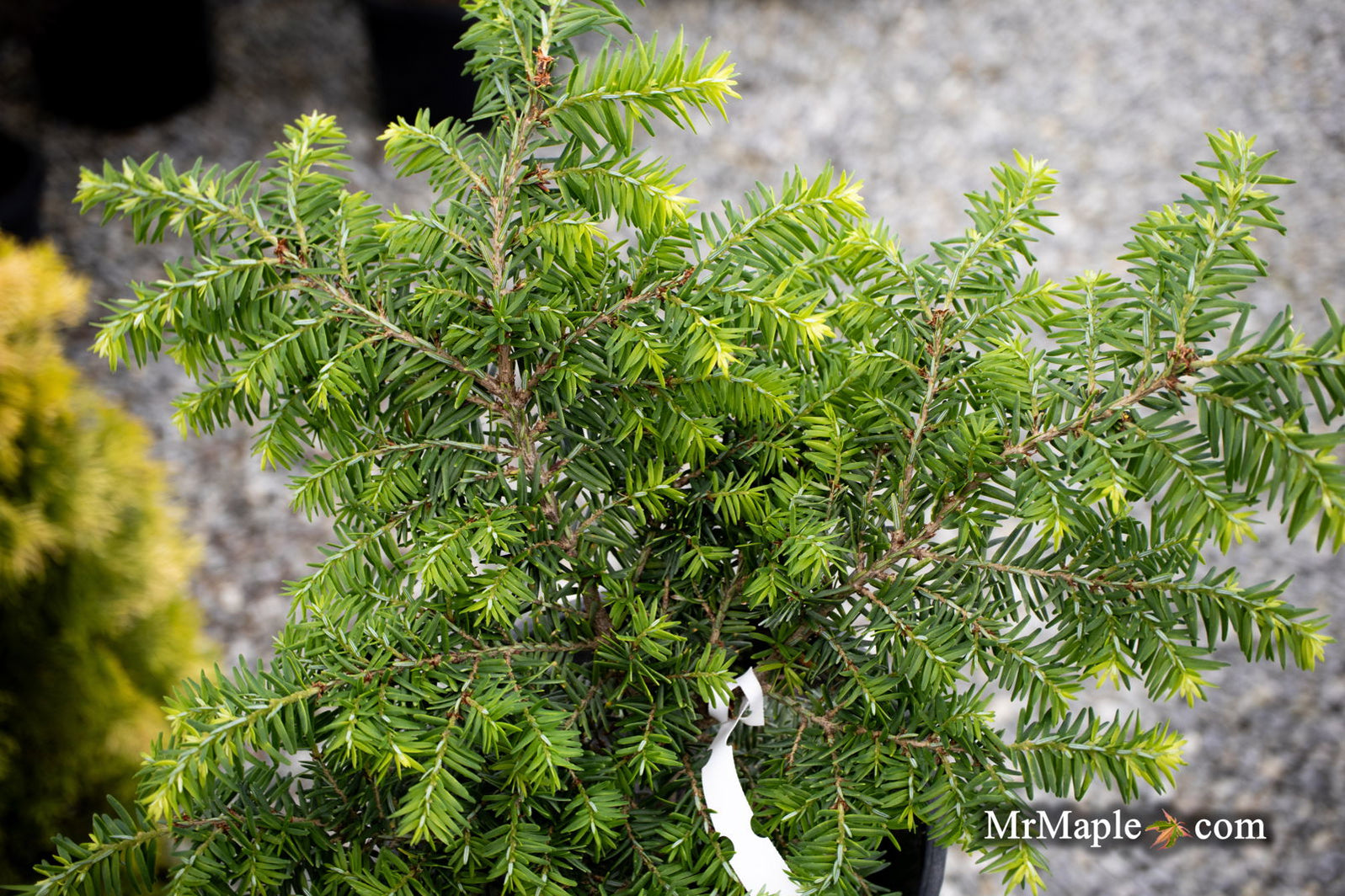 Buy Tsuga canadensis 'Kingsville #1' Dwarf Canadian Hemlock — Mr Maple ...