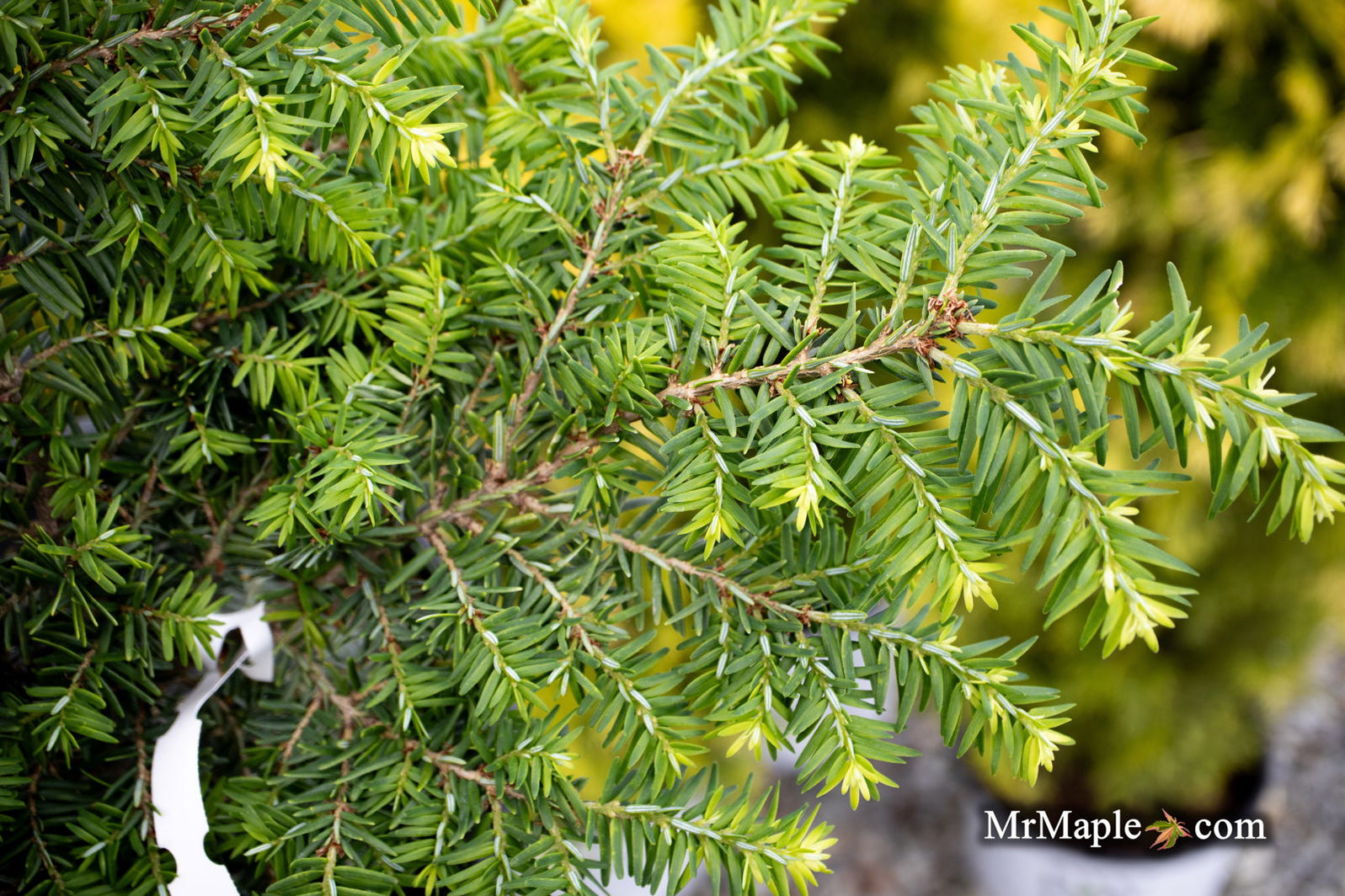 Buy Tsuga canadensis 'Kingsville #1' Dwarf Canadian Hemlock — Mr Maple ...
