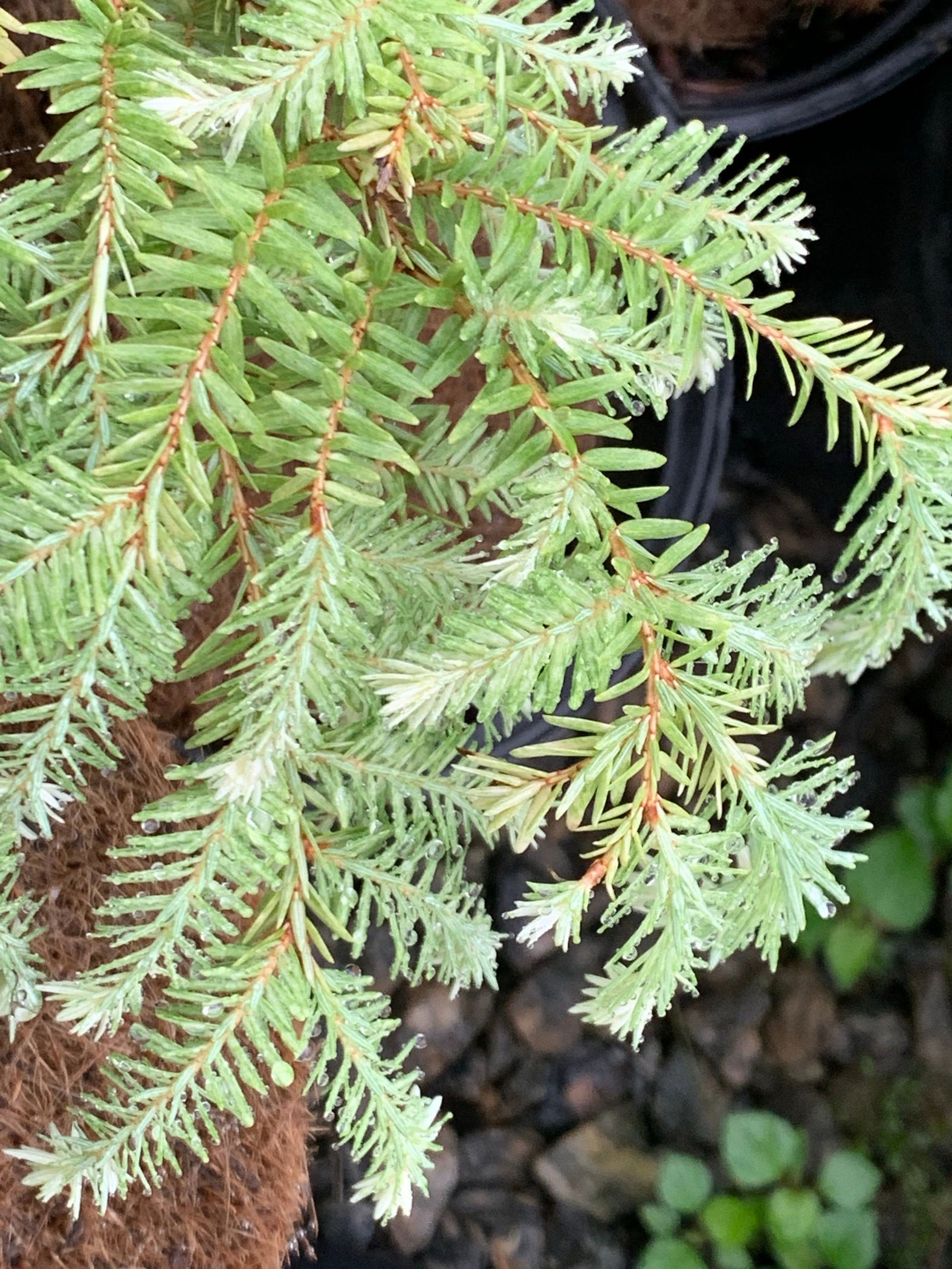 Buy Tsuga canadensis 'Moon Frost' Variegated Dwarf Hemlock — Mr Maple ...