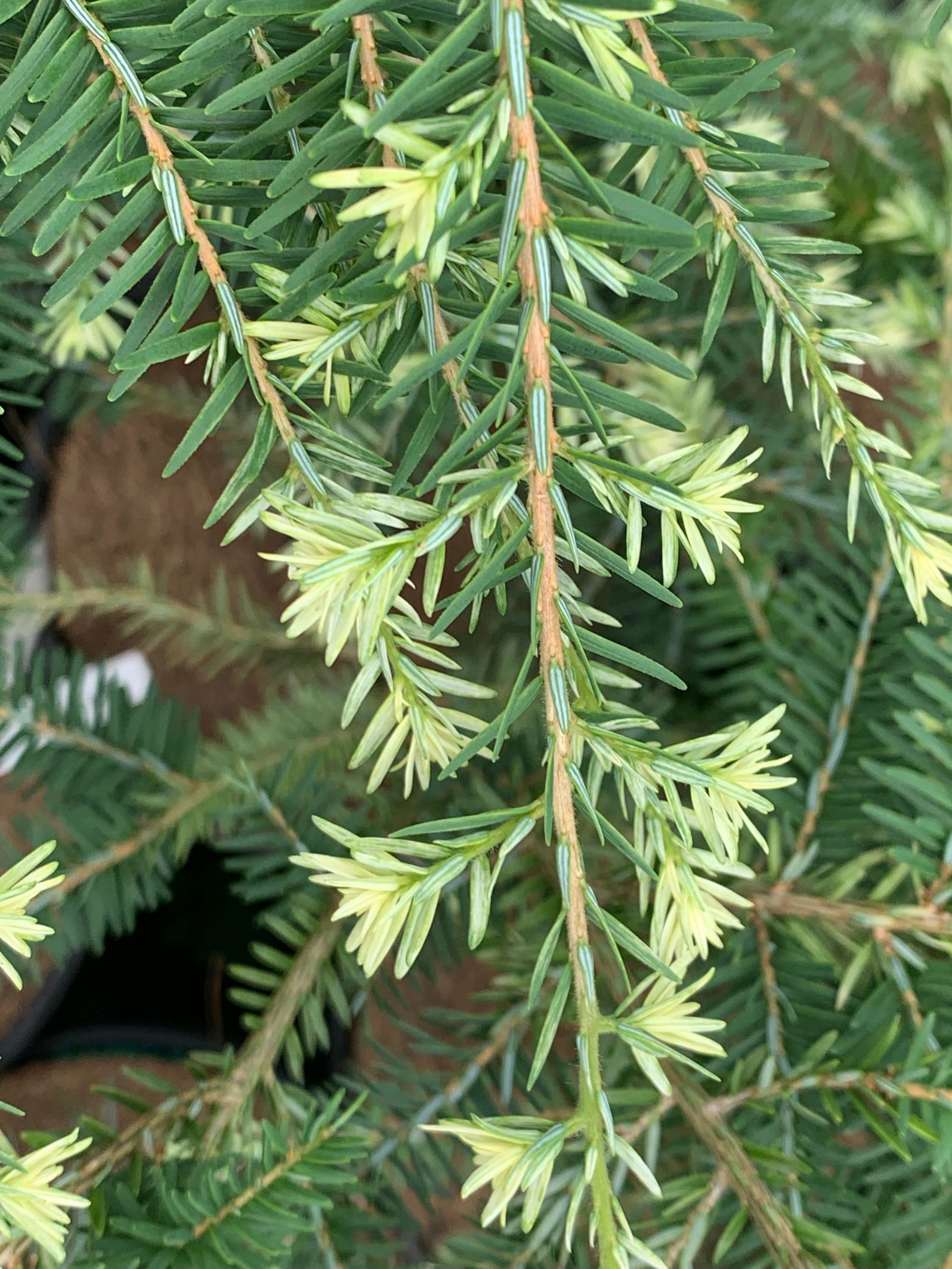 Buy Tsuga canadensis 'Moon Frost' Variegated Dwarf Hemlock — Mr Maple ...