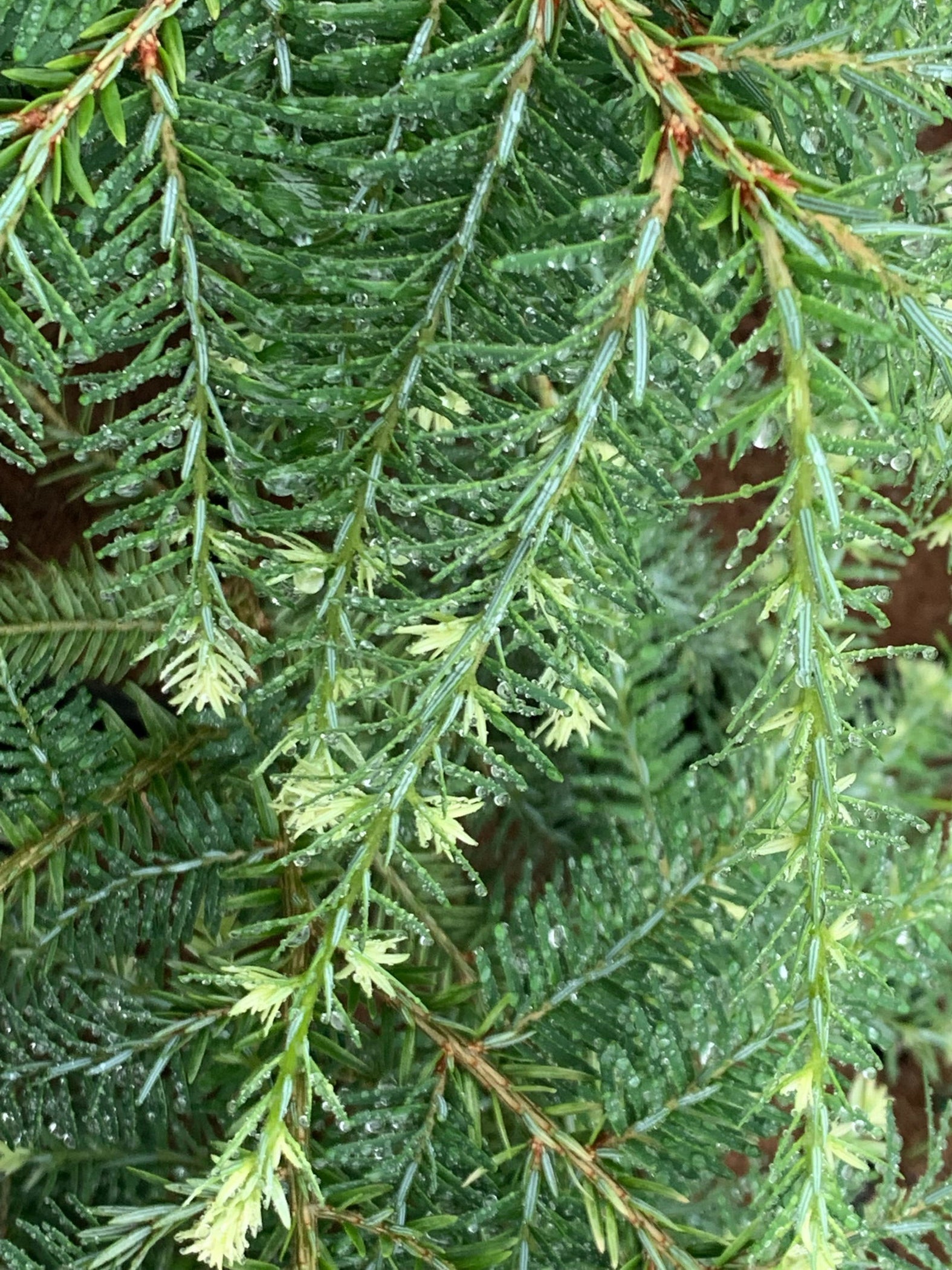 Buy Tsuga canadensis 'Moon Frost' Variegated Dwarf Hemlock — Mr Maple ...