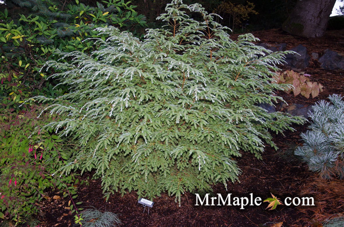 Buy Tsuga canadensis 'Moon Frost' Variegated Dwarf Hemlock — Mr Maple ...