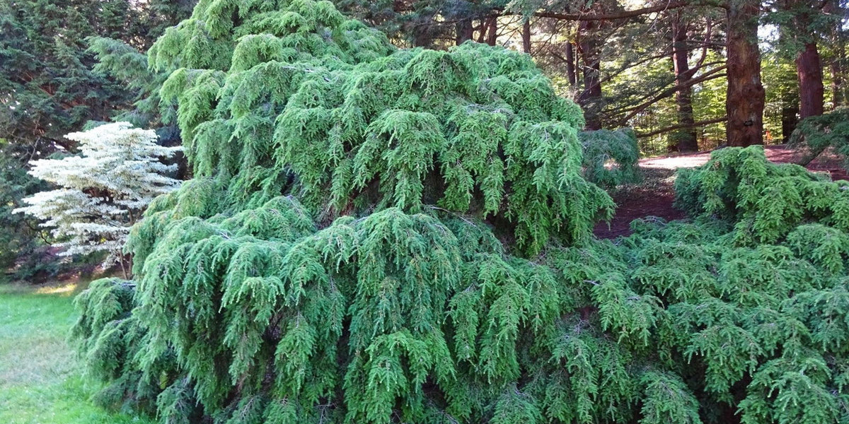 dwarf weeping tree varieties