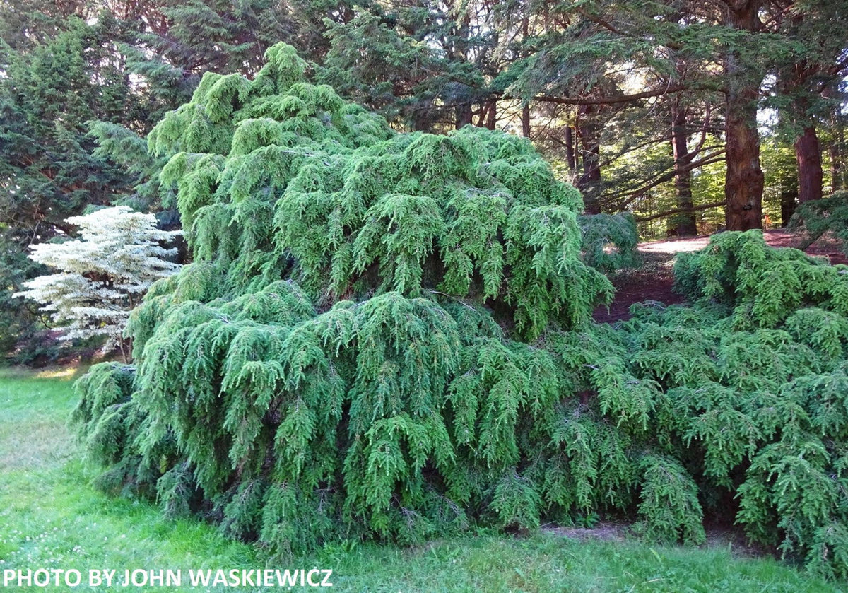 Buy Tsuga canadensis 'Pendula' Weeping Dwarf Hemlock — Mr Maple │ Buy ...