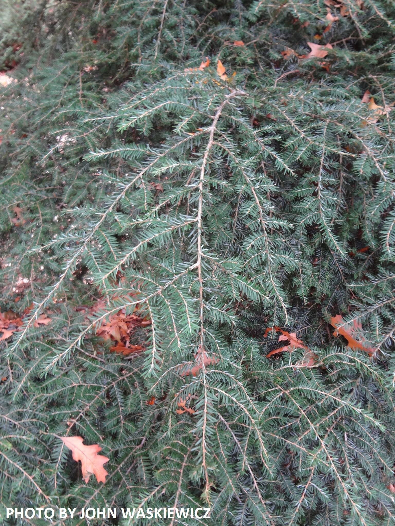 Buy Tsuga canadensis 'Pendula' Weeping Dwarf Hemlock — Mr Maple │ Buy ...