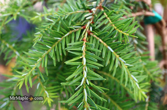 Buy Tsuga canadensis 'Pendula' Weeping Dwarf Hemlock — Mr Maple │ Buy ...