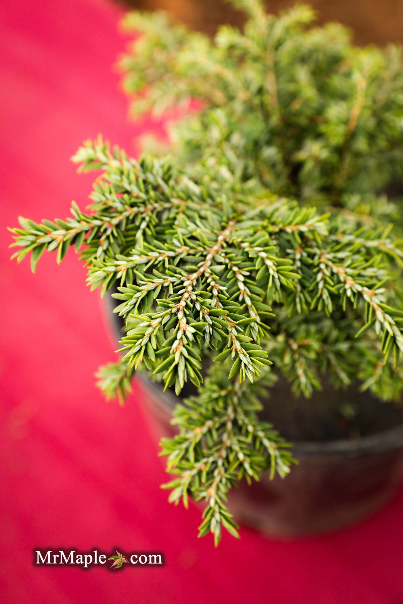Buy Tsuga canadensis 'Popaleuski' Dwarf Canadian Hemlock — Mr Maple ...