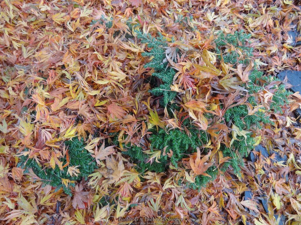 Buy Tsuga canadensis 'Popaleuski' Dwarf Canadian Hemlock — Mr Maple ...