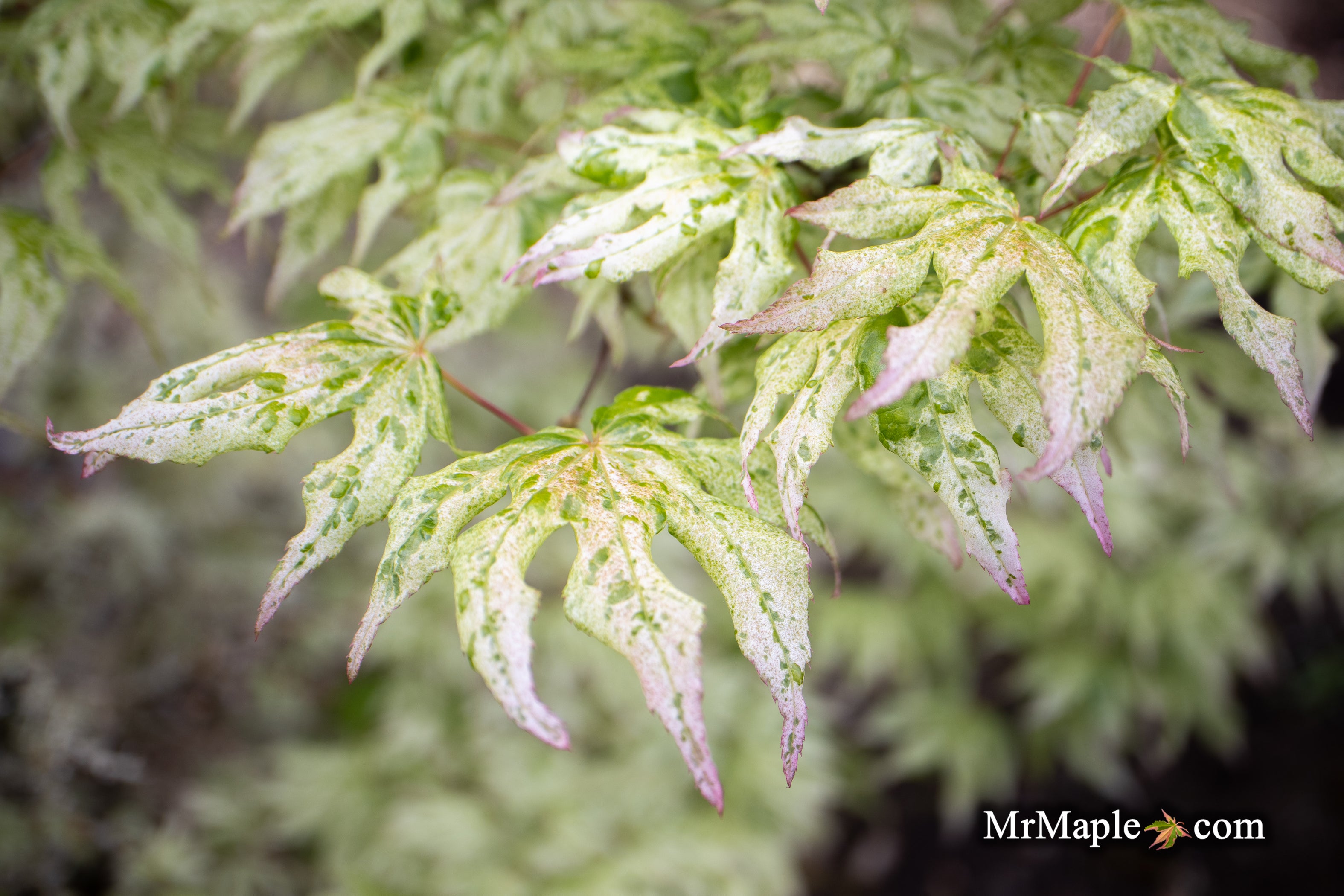 Buy Acer palmatum 'Ukigumo' Floating Clouds Japanese Maple — Mr Maple ...