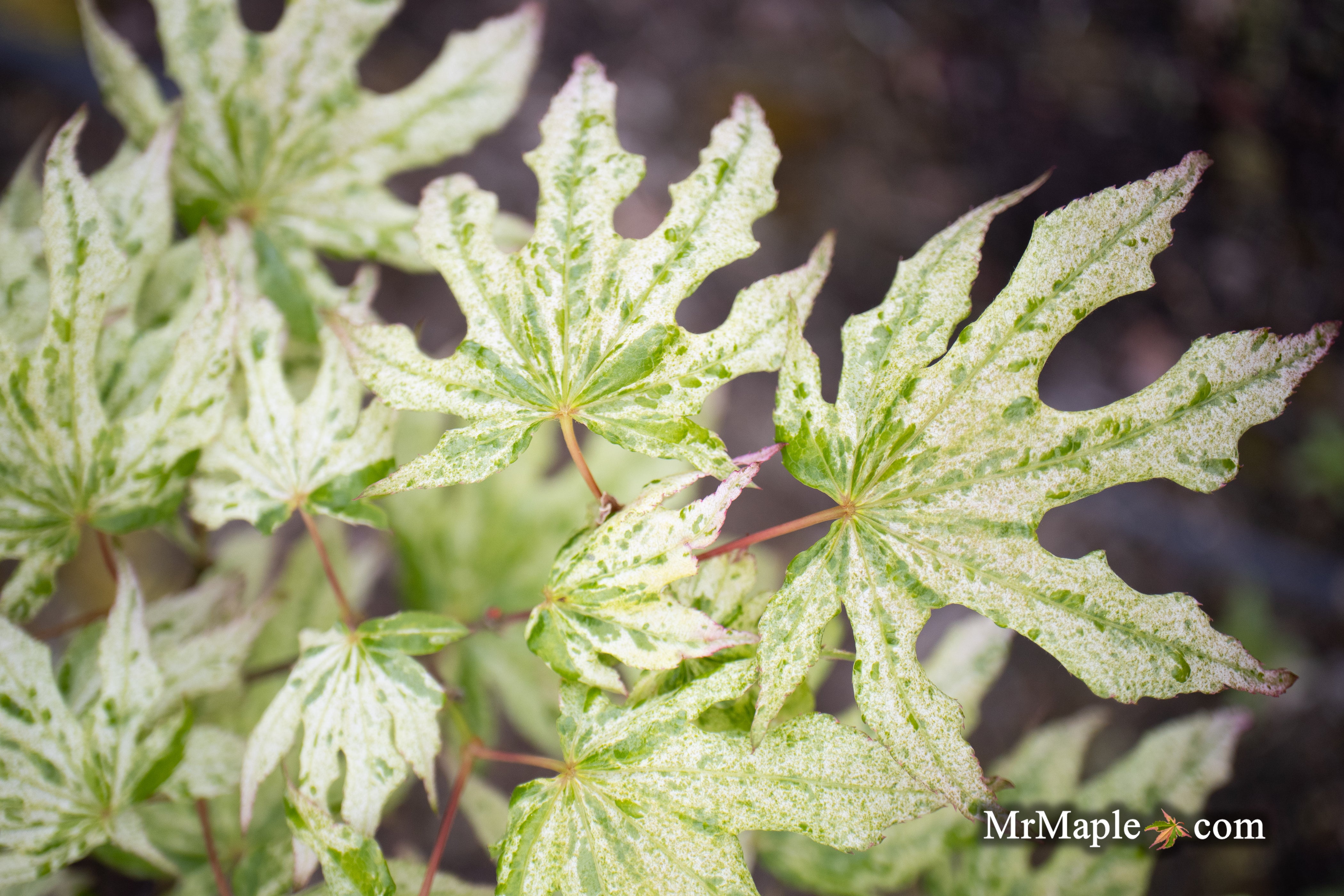Buy Acer palmatum 'Ukigumo' Floating Clouds Japanese Maple — Mr Maple ...