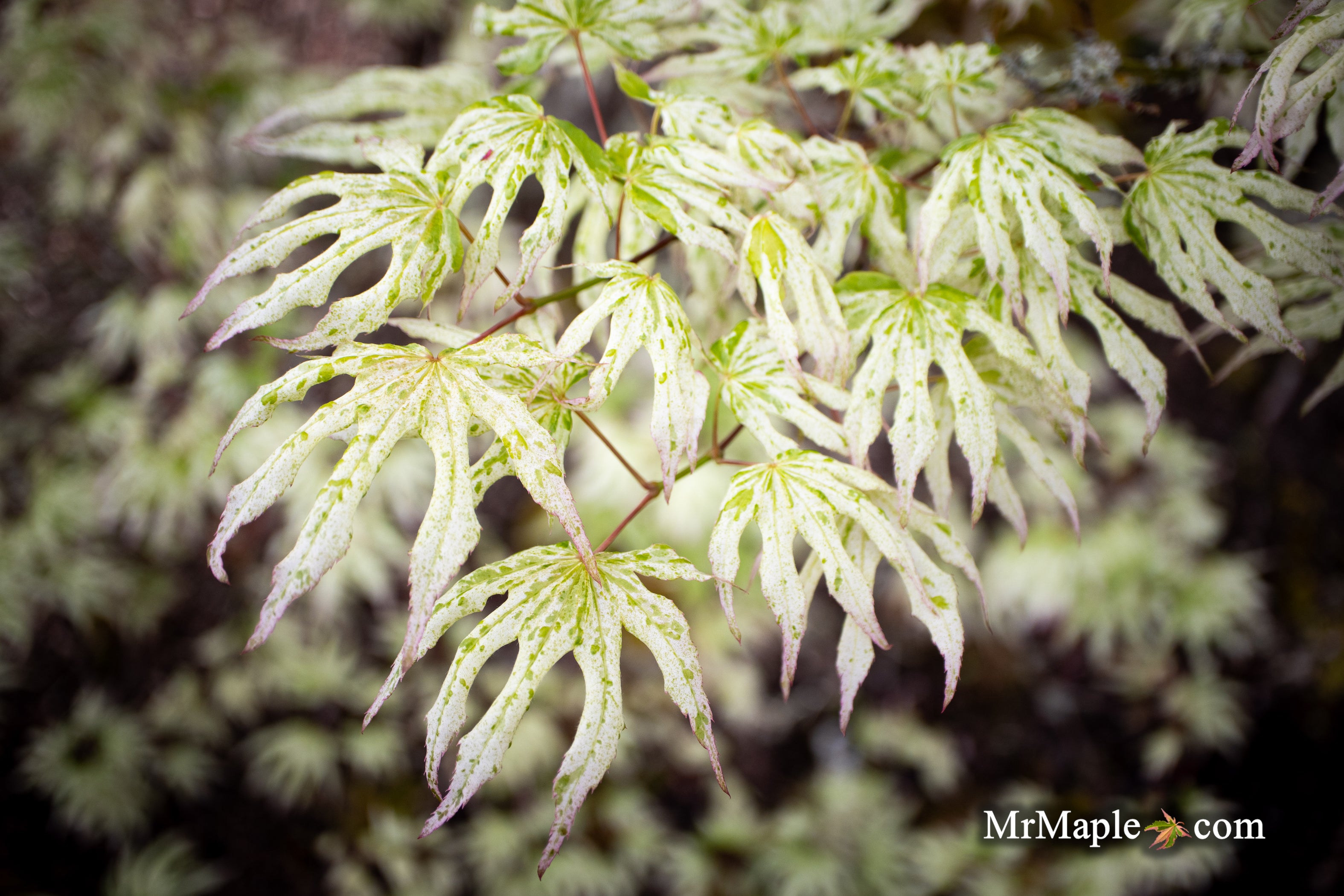 Buy Acer palmatum 'Ukigumo' Floating Clouds Japanese Maple — Mr Maple ...