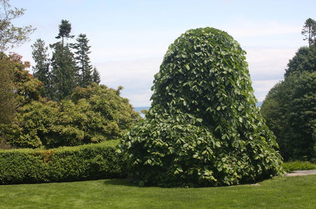 Buy Ulmus glabra 'Camperdownii' Weeping Camperdown Umbrella Elm — Mr ...