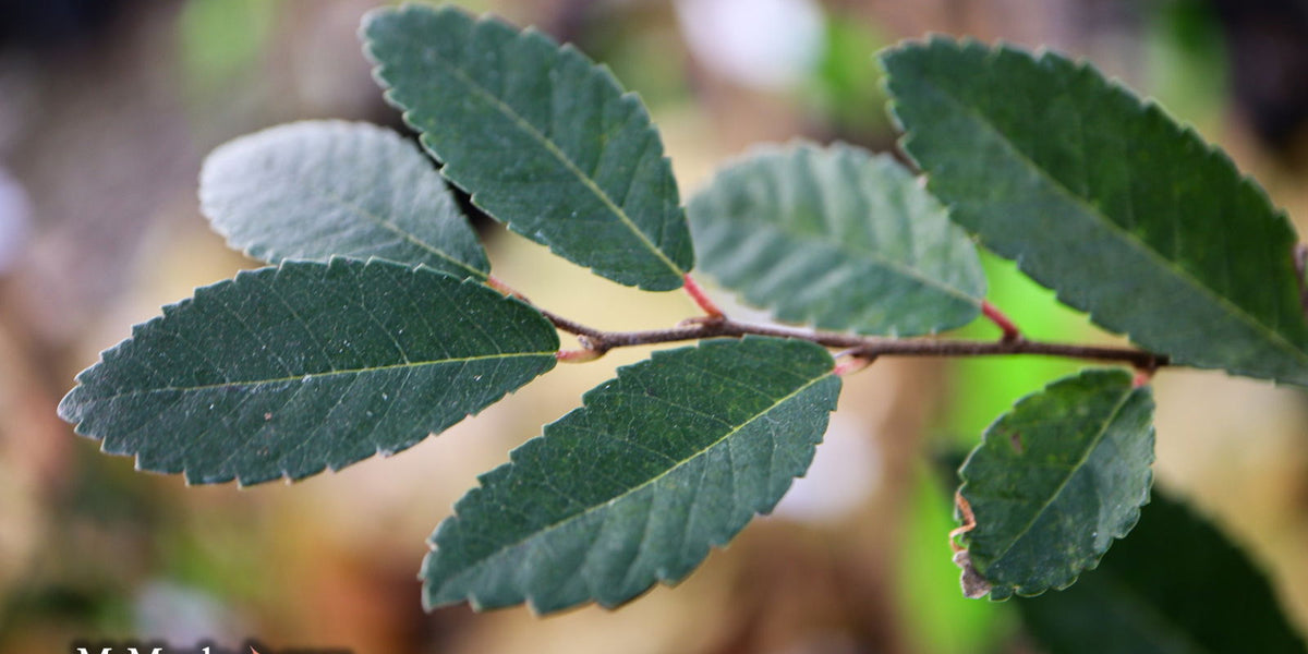 Buy Ulmus parvifolia 'Caitlin' Dwarf Small Leaf Chinese Elm — Mr Maple ...