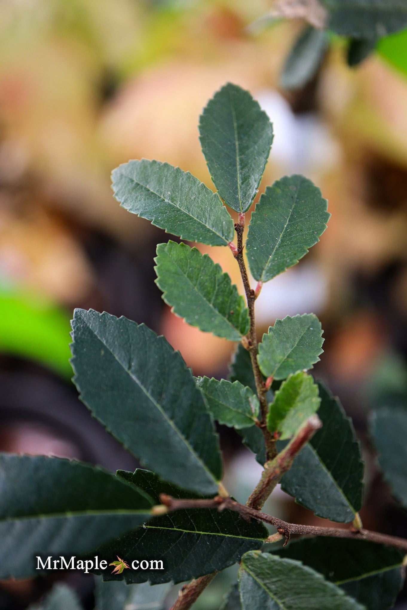 Buy Ulmus parvifolia 'Caitlin' Dwarf Small Leaf Chinese Elm — Mr Maple ...