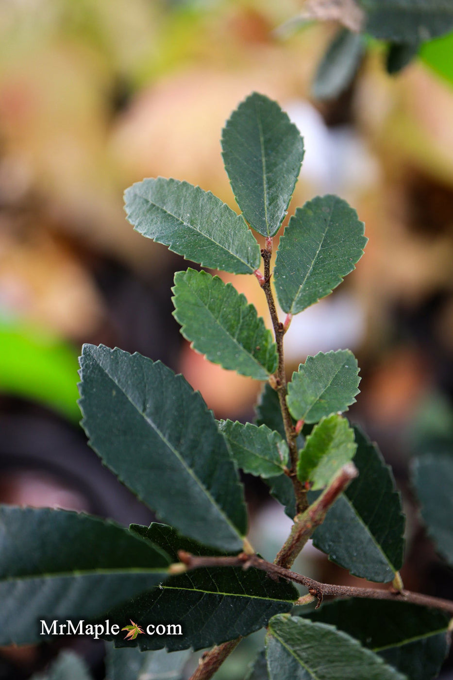 Buy Ulmus parvifolia 'Caitlin' Dwarf Small Leaf Chinese Elm — Mr Maple ...