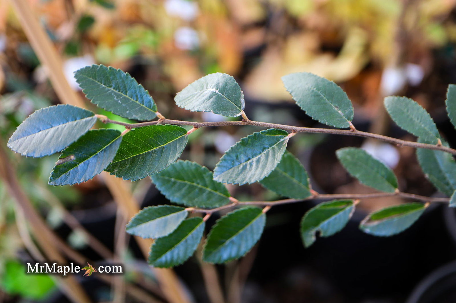 Buy Ulmus parvifolia 'Caitlin' Dwarf Small Leaf Chinese Elm — Mr Maple ...