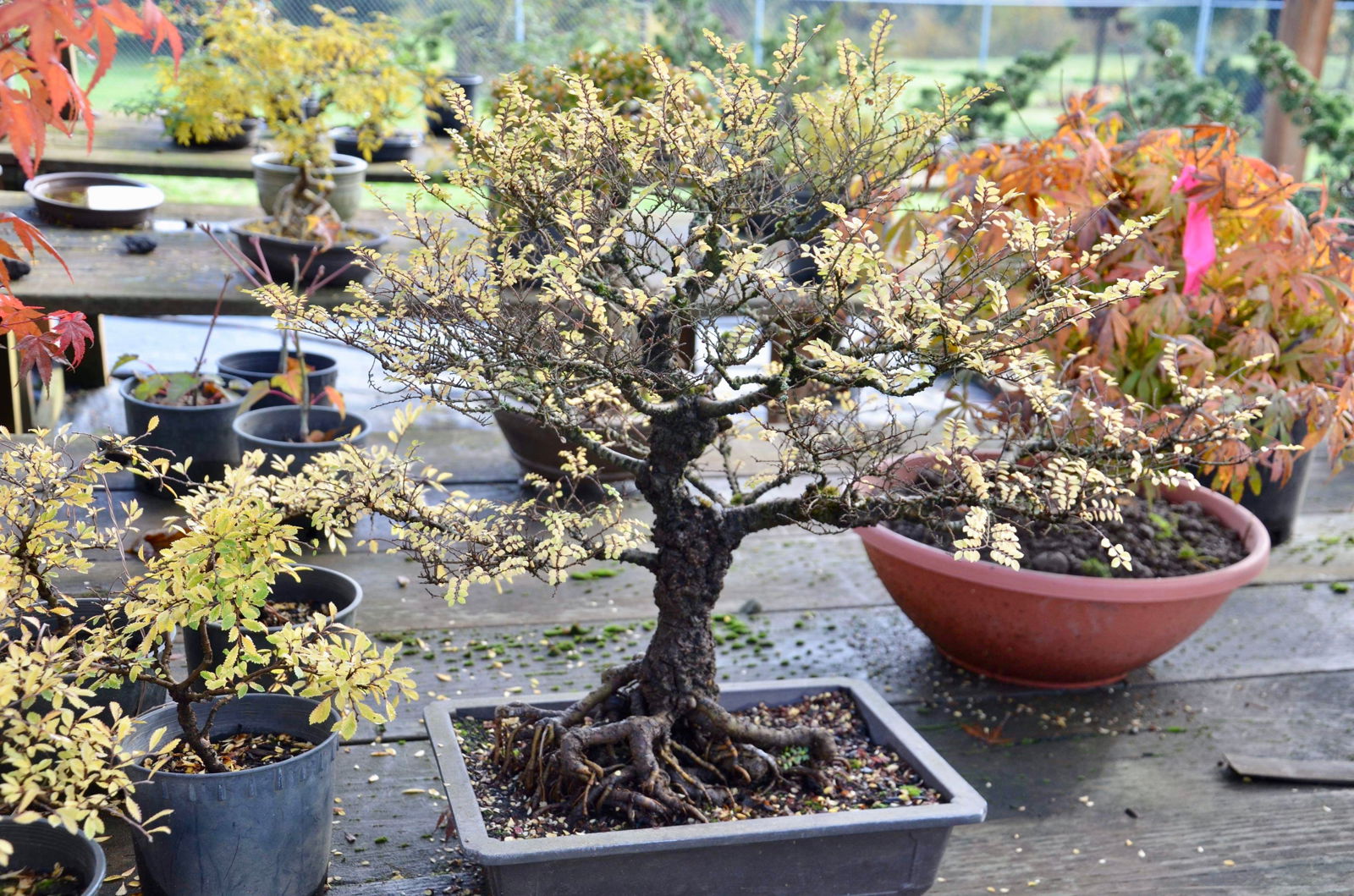 Buy Ulmus parvifolia 'Hokkaido' Dwarf Small Leaf Chinese Elm — Mr Maple ...