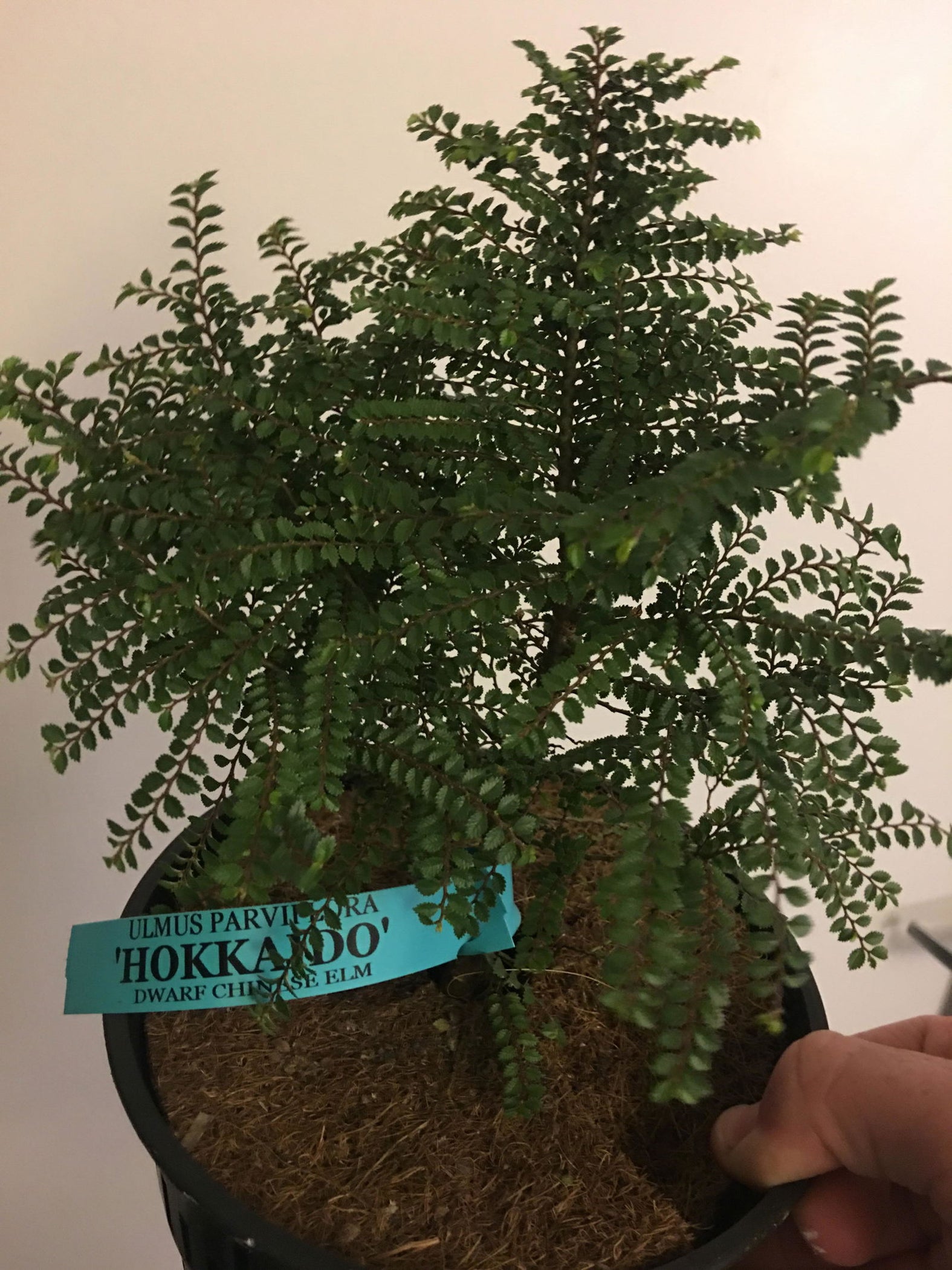 Buy Ulmus parvifolia 'Hokkaido' Dwarf Small Leaf Chinese Elm — Mr Maple ...