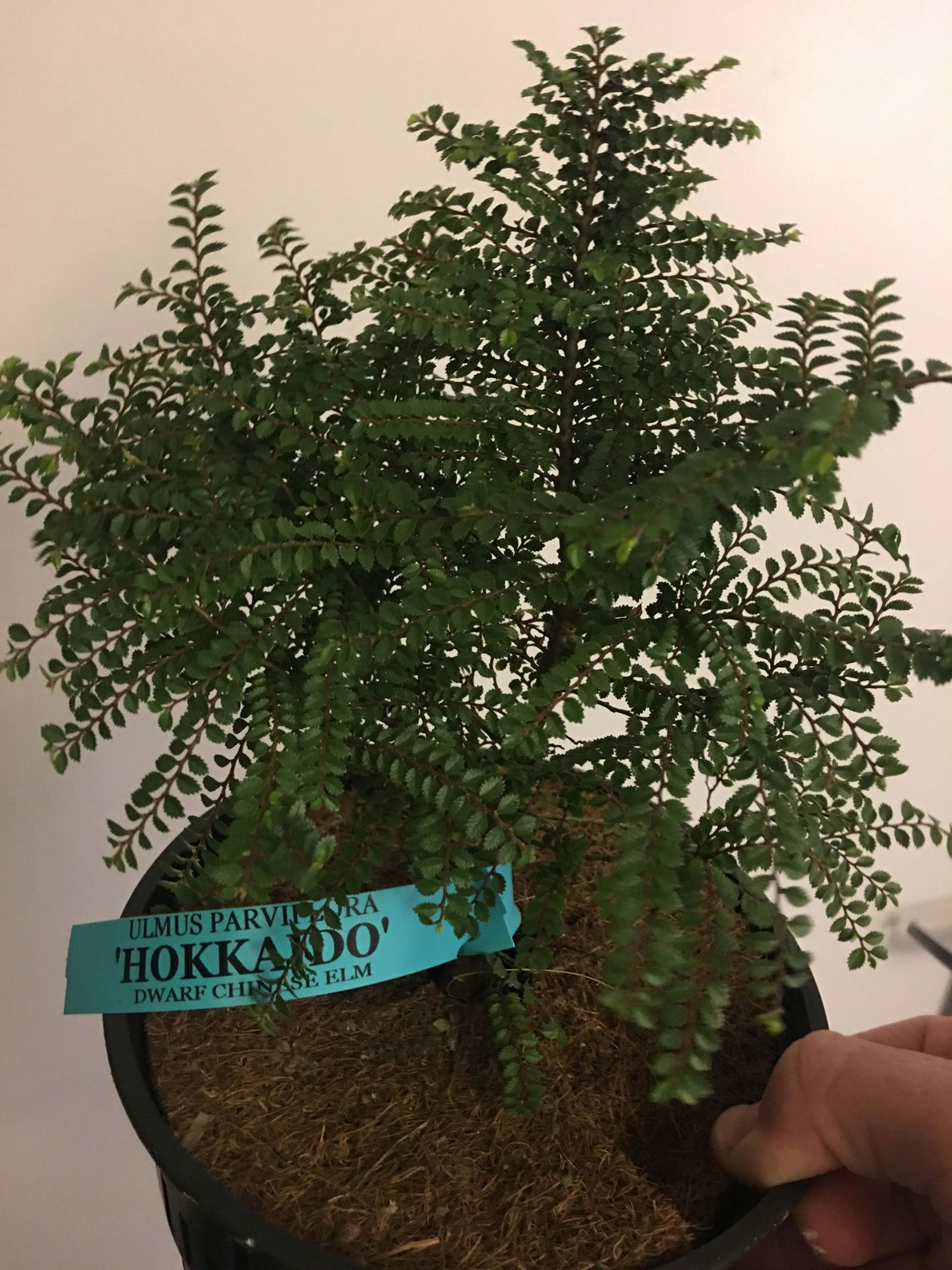 Buy Ulmus parvifolia 'Hokkaido' Dwarf Small Leaf Chinese Elm — Mr Maple ...