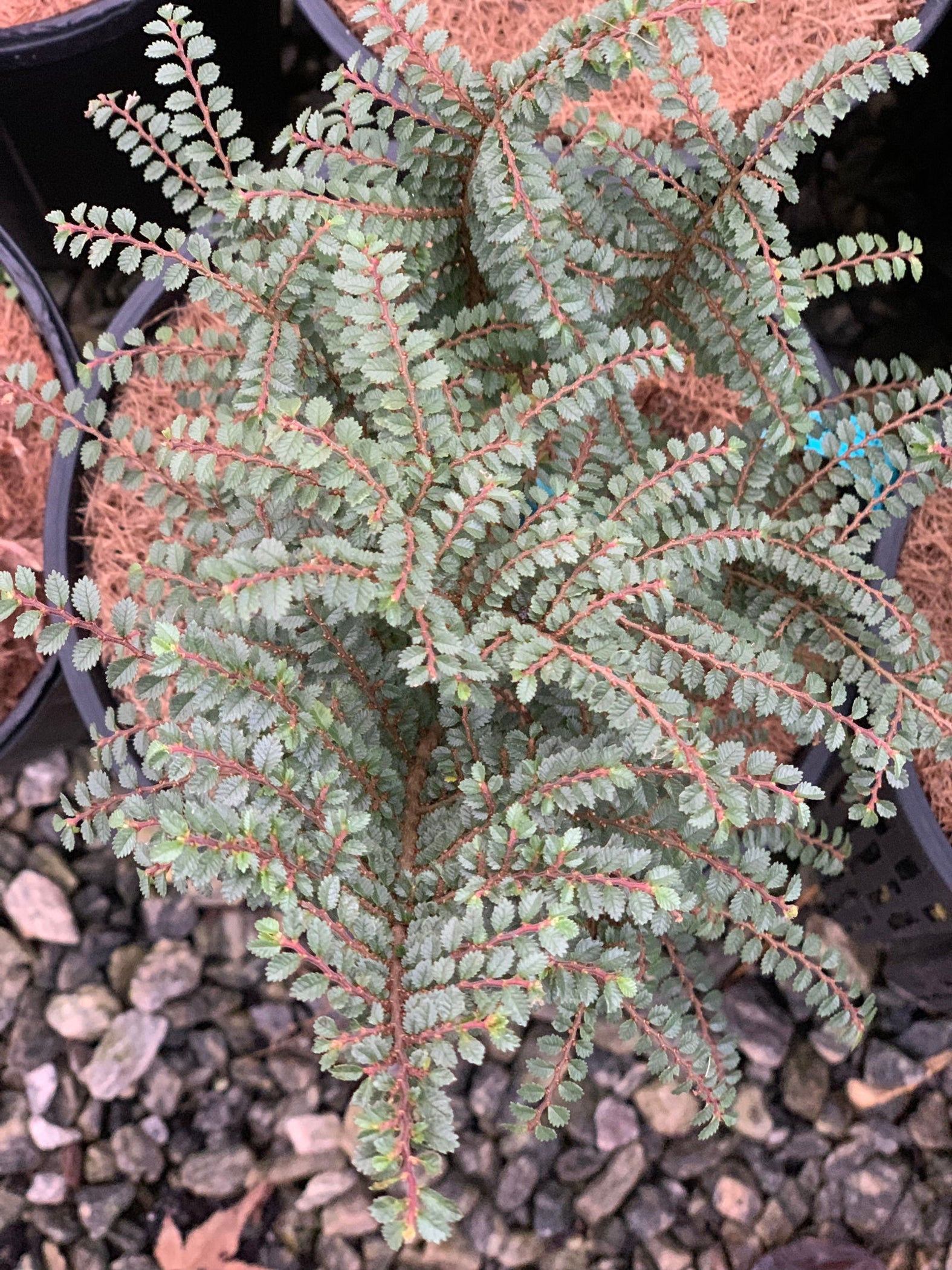 Buy Ulmus parvifolia 'Hokkaido' Dwarf Small Leaf Chinese Elm — Mr Maple ...