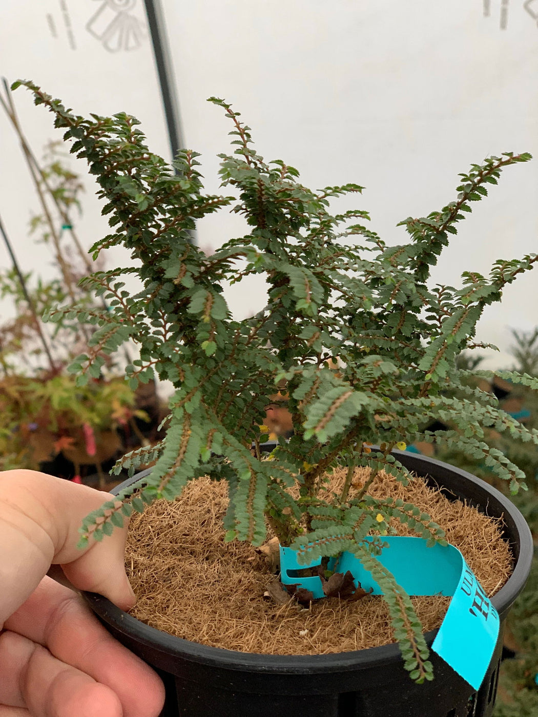 Buy Ulmus parvifolia 'Hokkaido' Dwarf Small Leaf Chinese Elm — Mr Maple ...