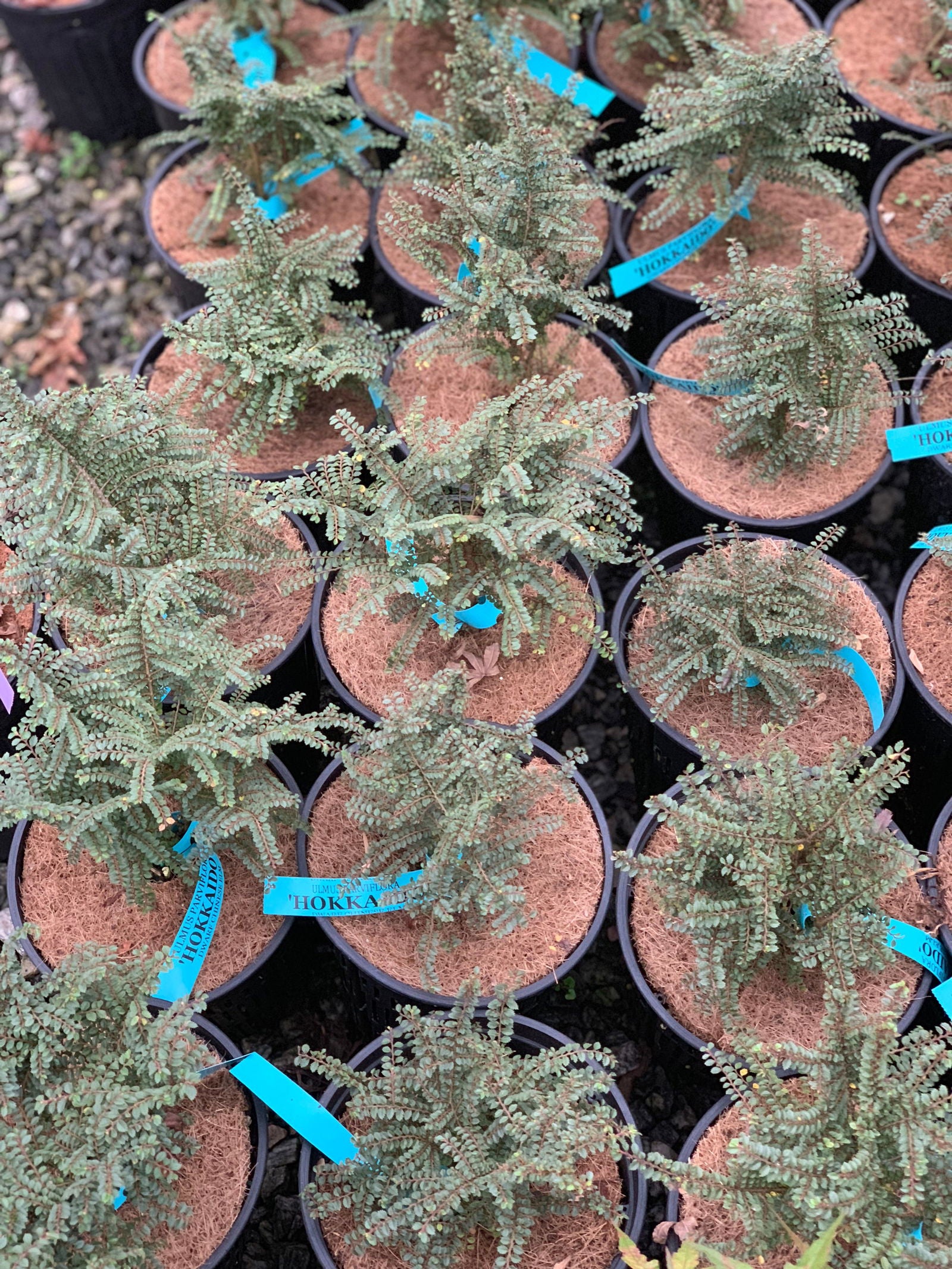 Buy Ulmus parvifolia 'Hokkaido' Dwarf Small Leaf Chinese Elm — Mr Maple ...