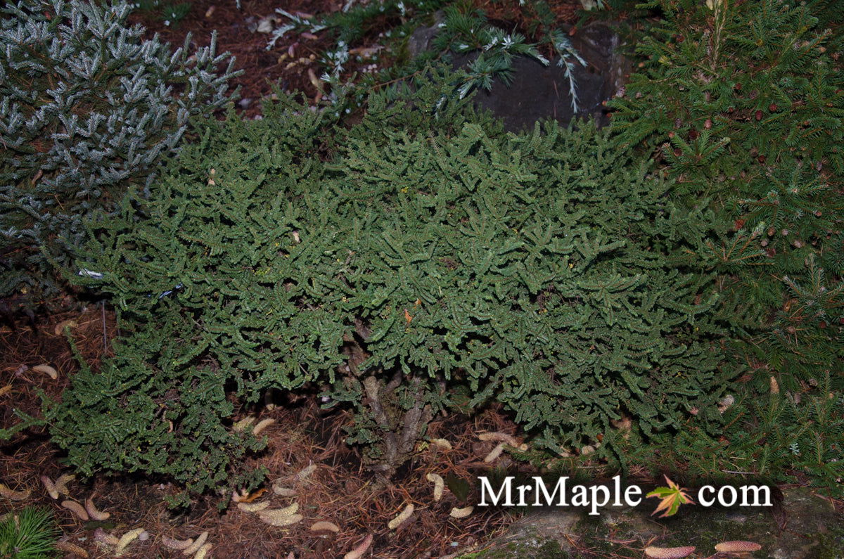Buy Ulmus parvifolia 'Hokkaido' Dwarf Small Leaf Chinese Elm — Mr Maple ...